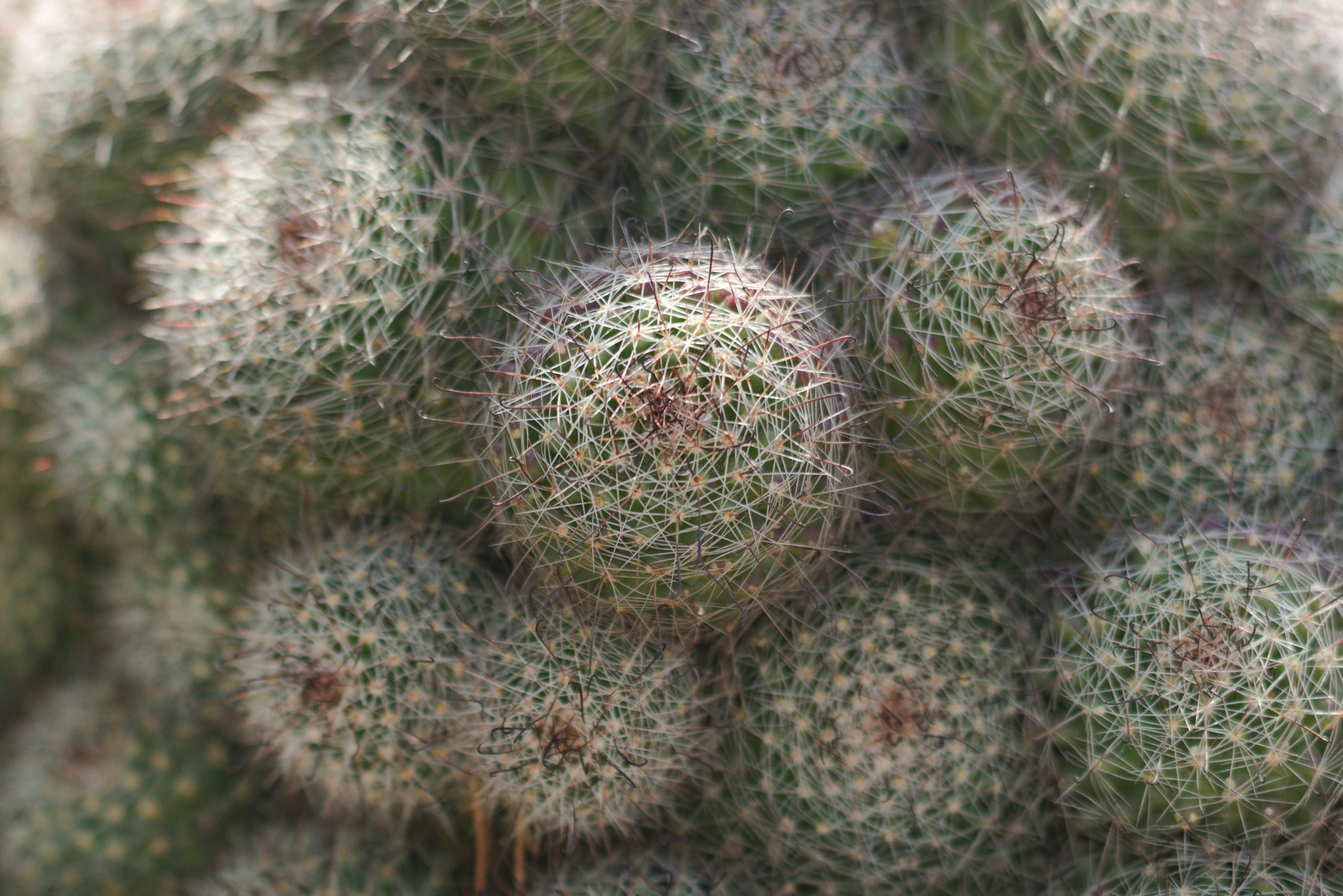 Whispering Spines in Gentle Light