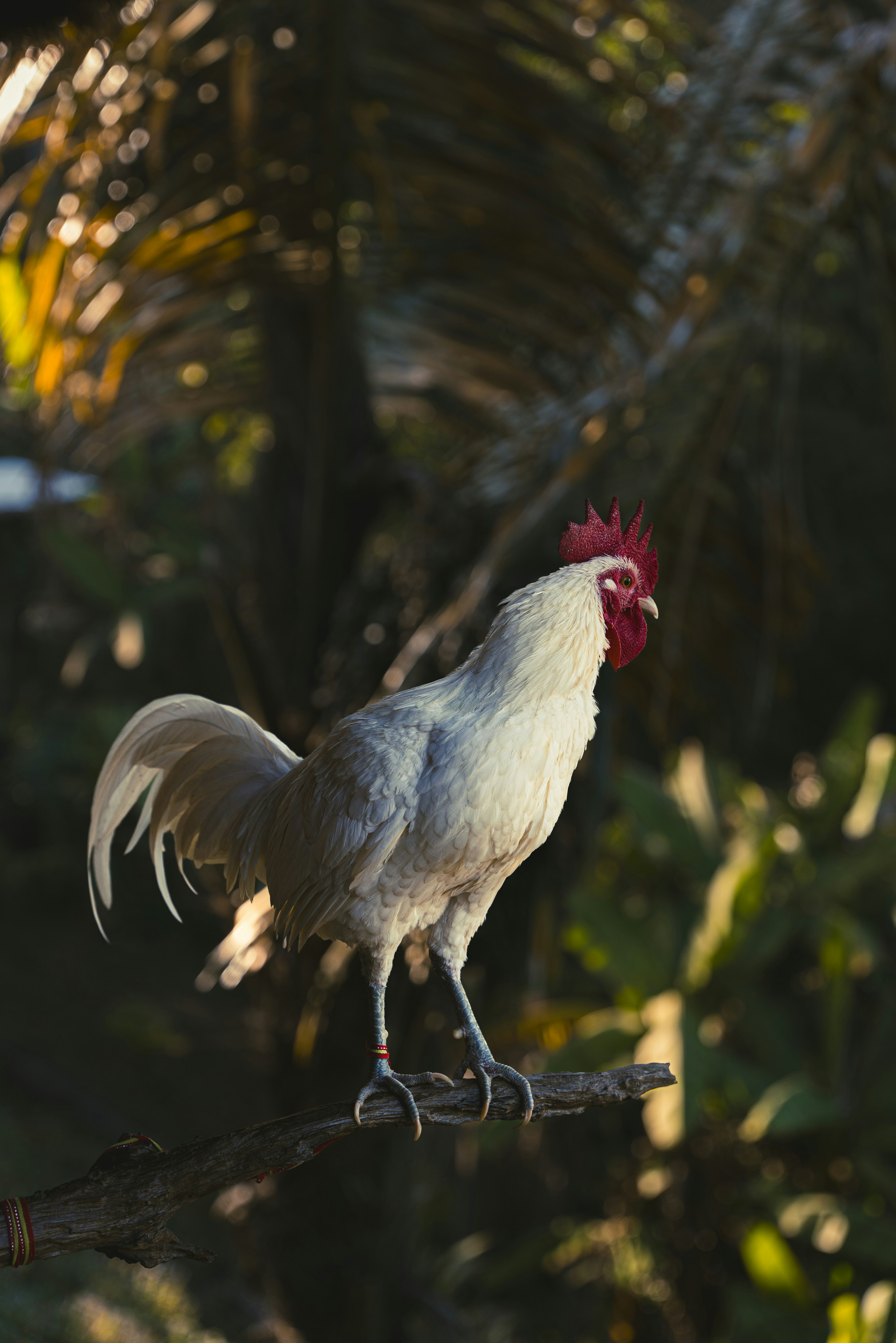 A rooster standing on a branch in a forest photo – Free Animal Image on ...