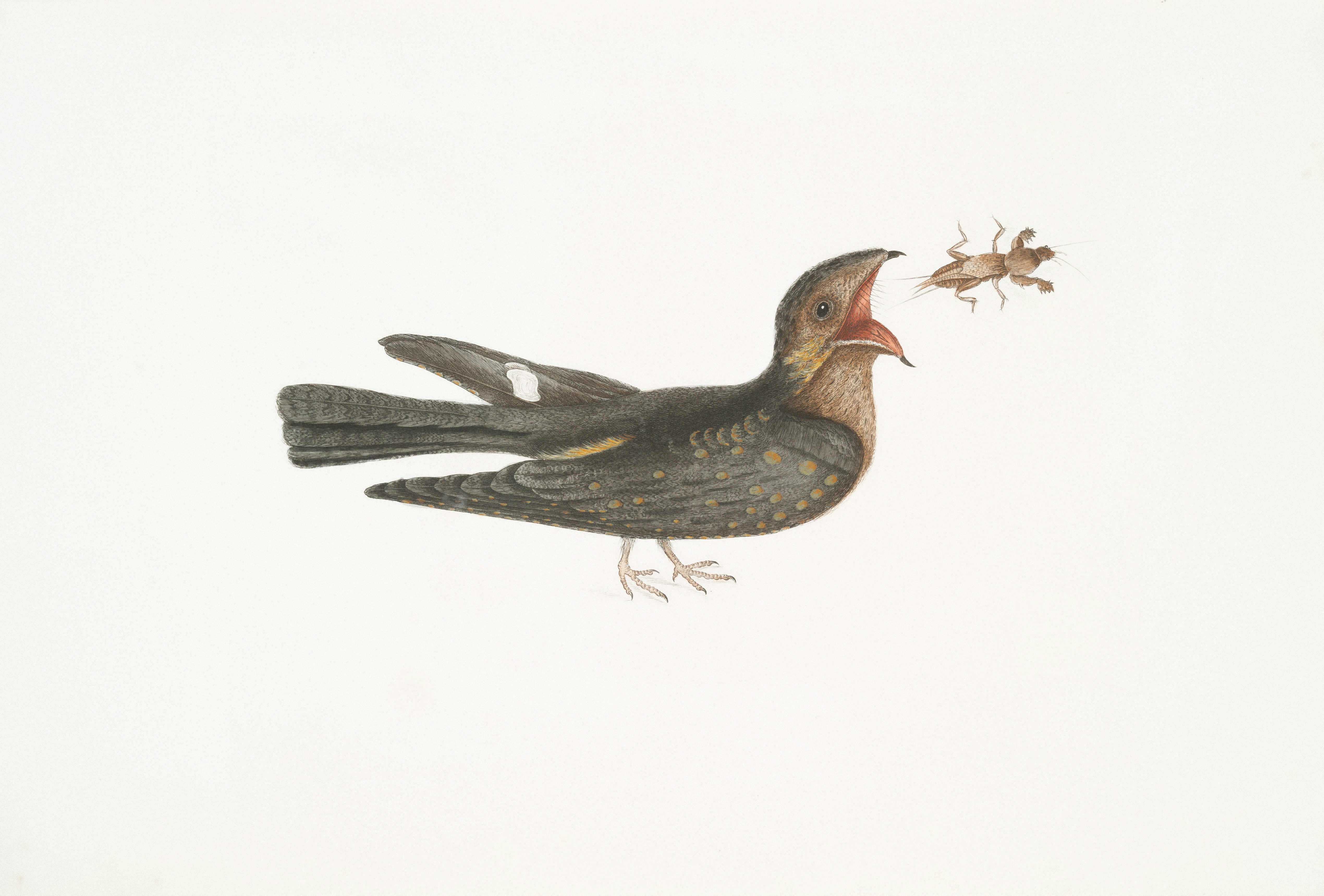 Un pájaro con un bicho en la boca foto – Imagen de Animal gratuita en ...