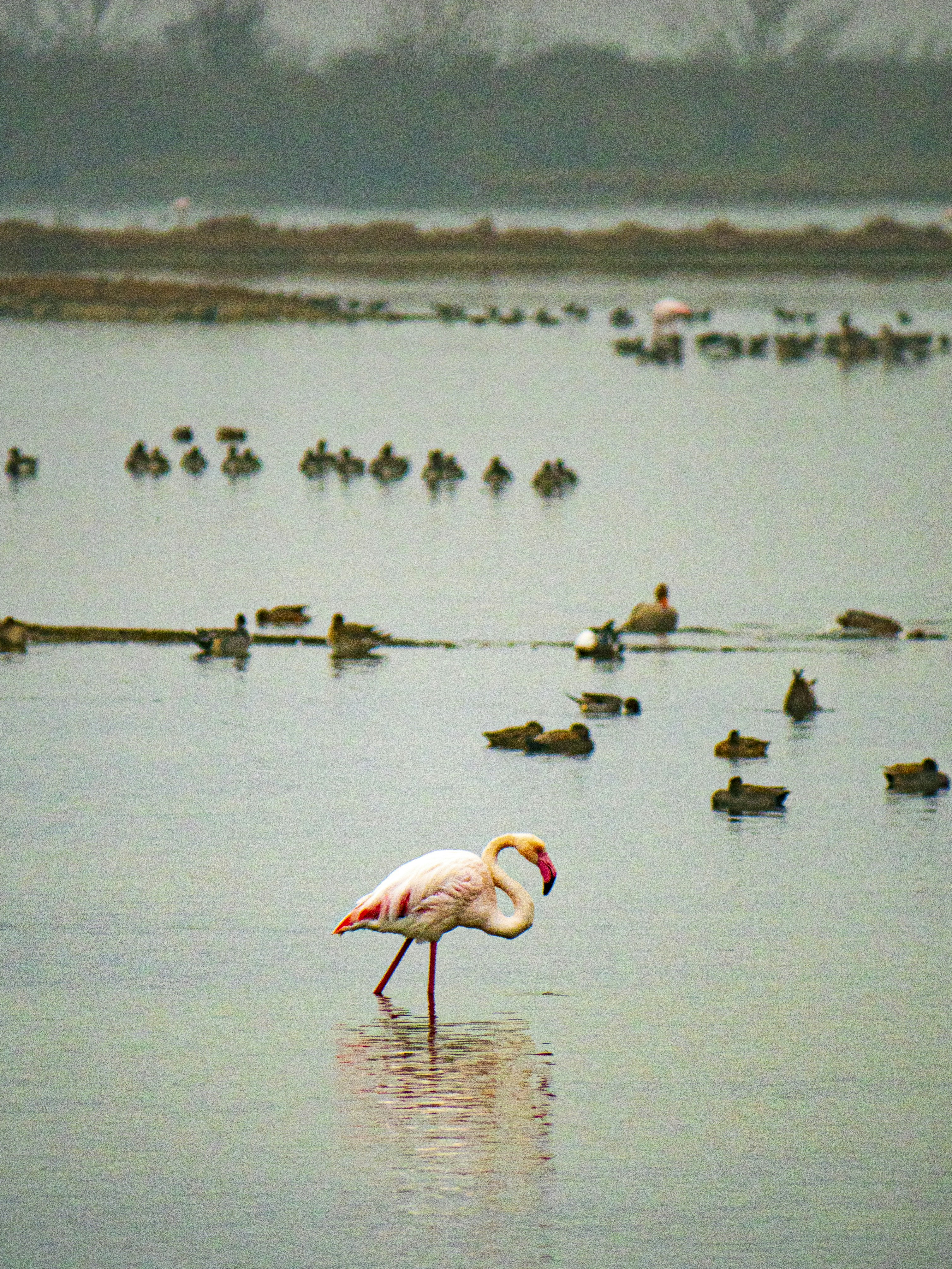 Solitary Flamingo in a Mirror-Like Lake, with Distant Flock Silhouettes