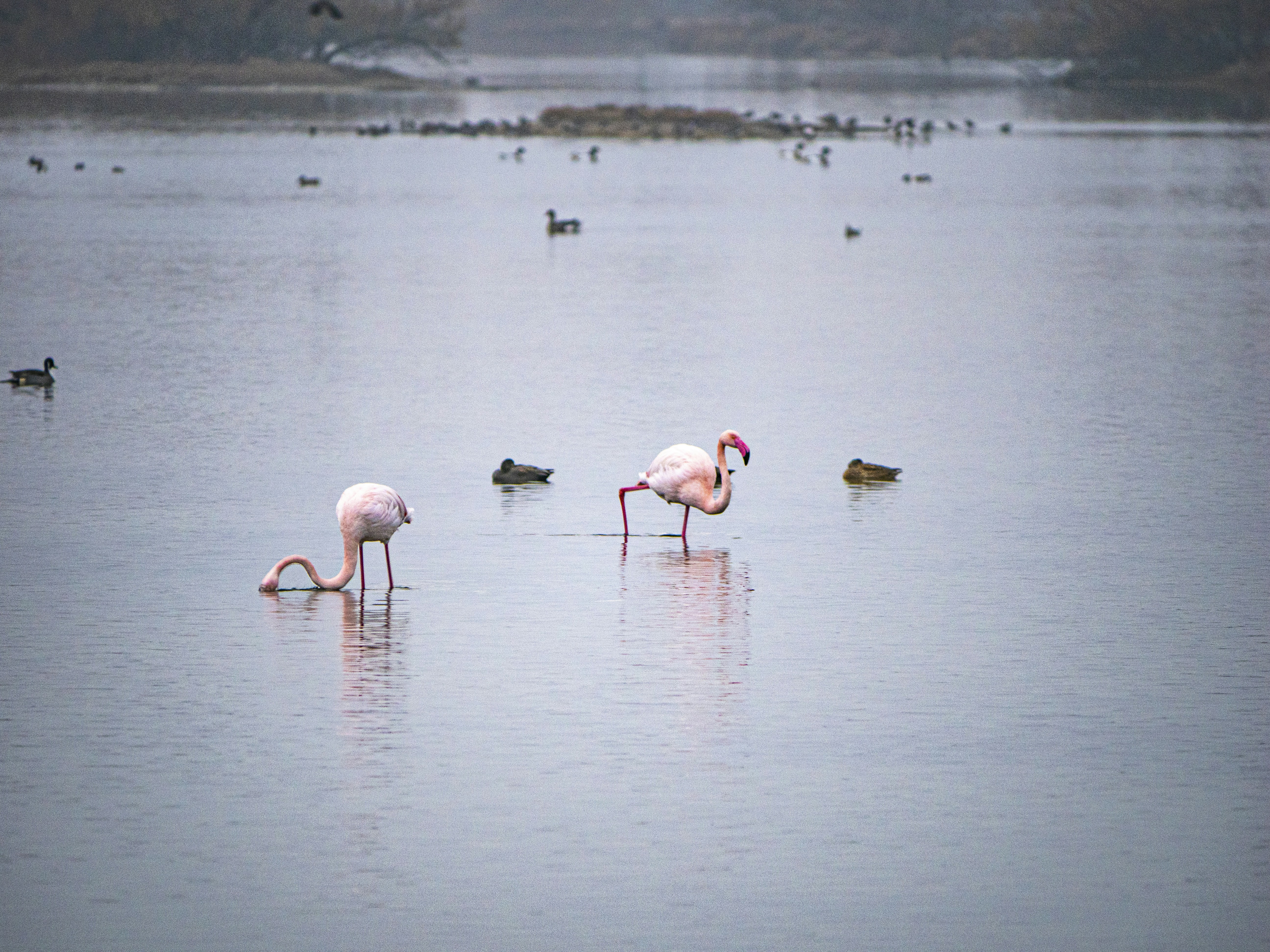 Misty Lake Ballet: Flamingos in Quiet Light