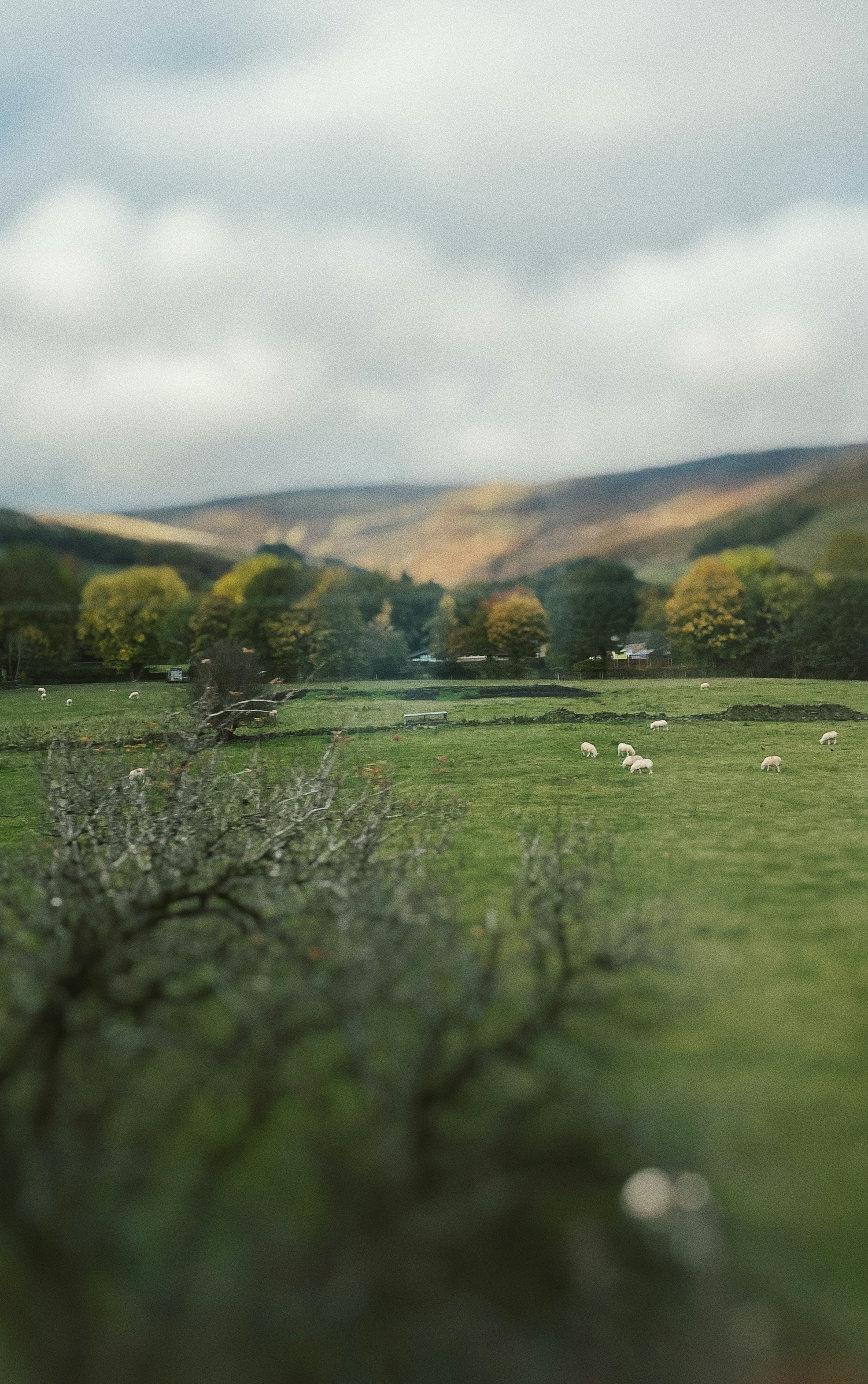 Velvet Meadow: Sheep, Trees, and Rolling Hills under a Clouded Sky
