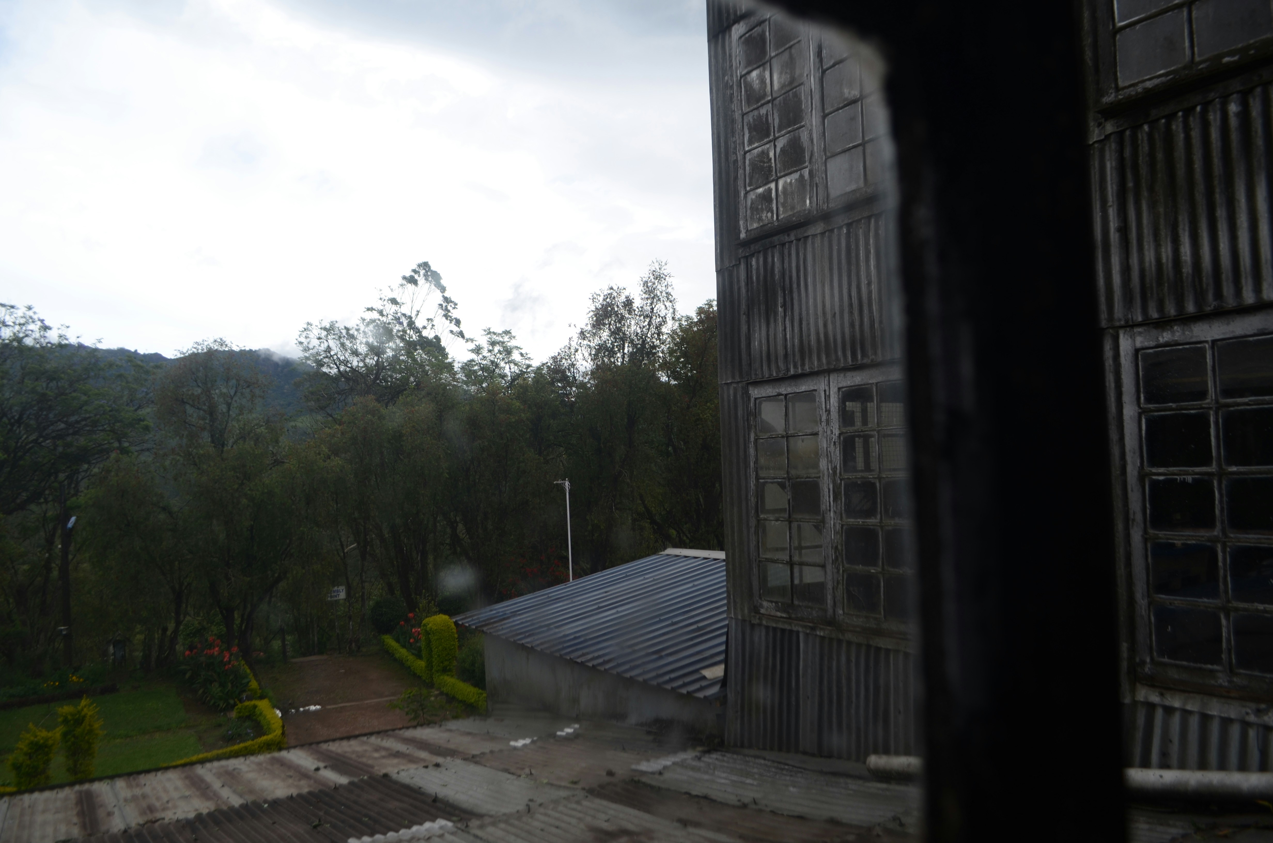 Whispers of Nature Through Weathered Glass