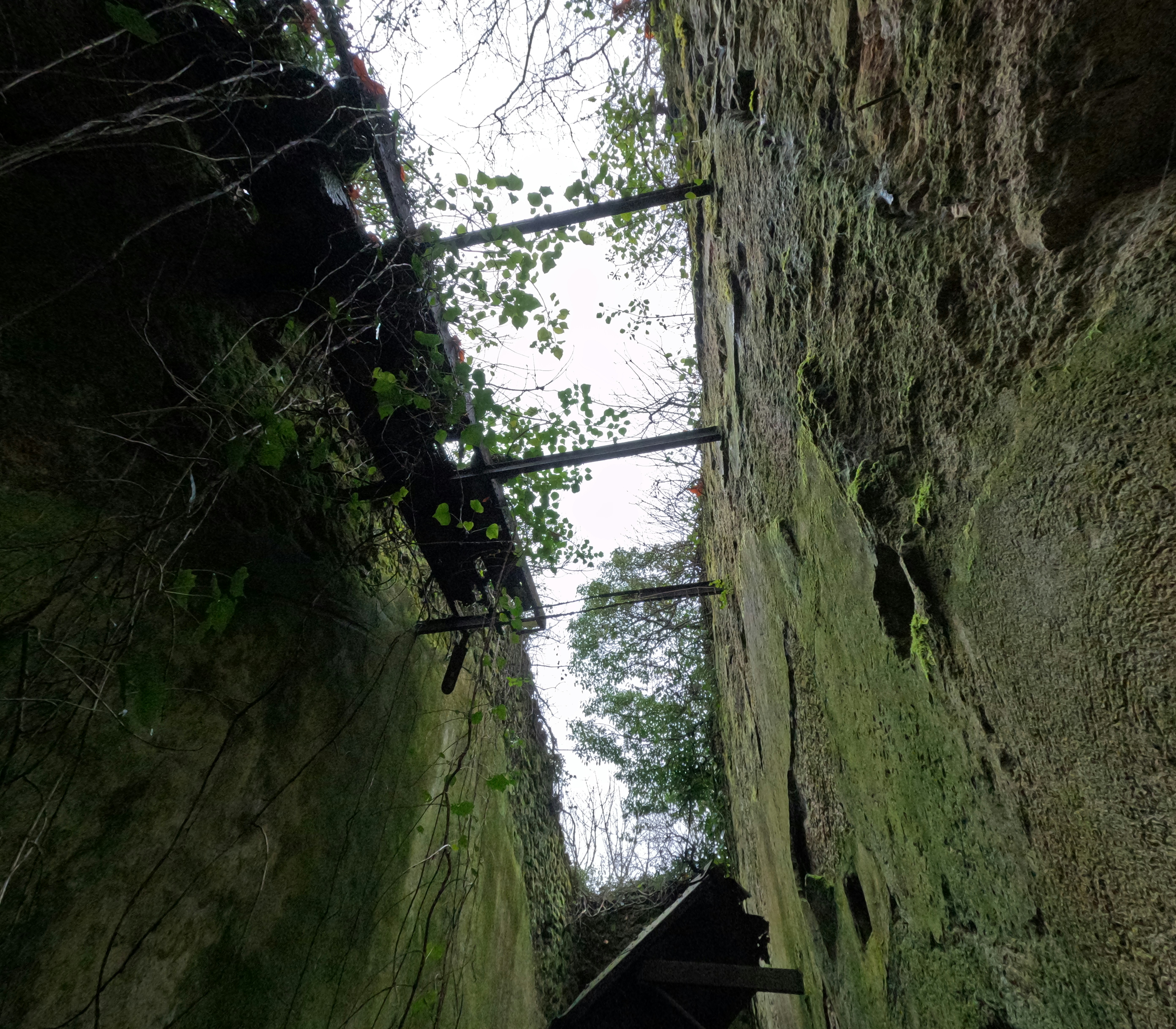 Towering stone walls covered in moss and greenery open to the sky, with sparse trees growing atop.