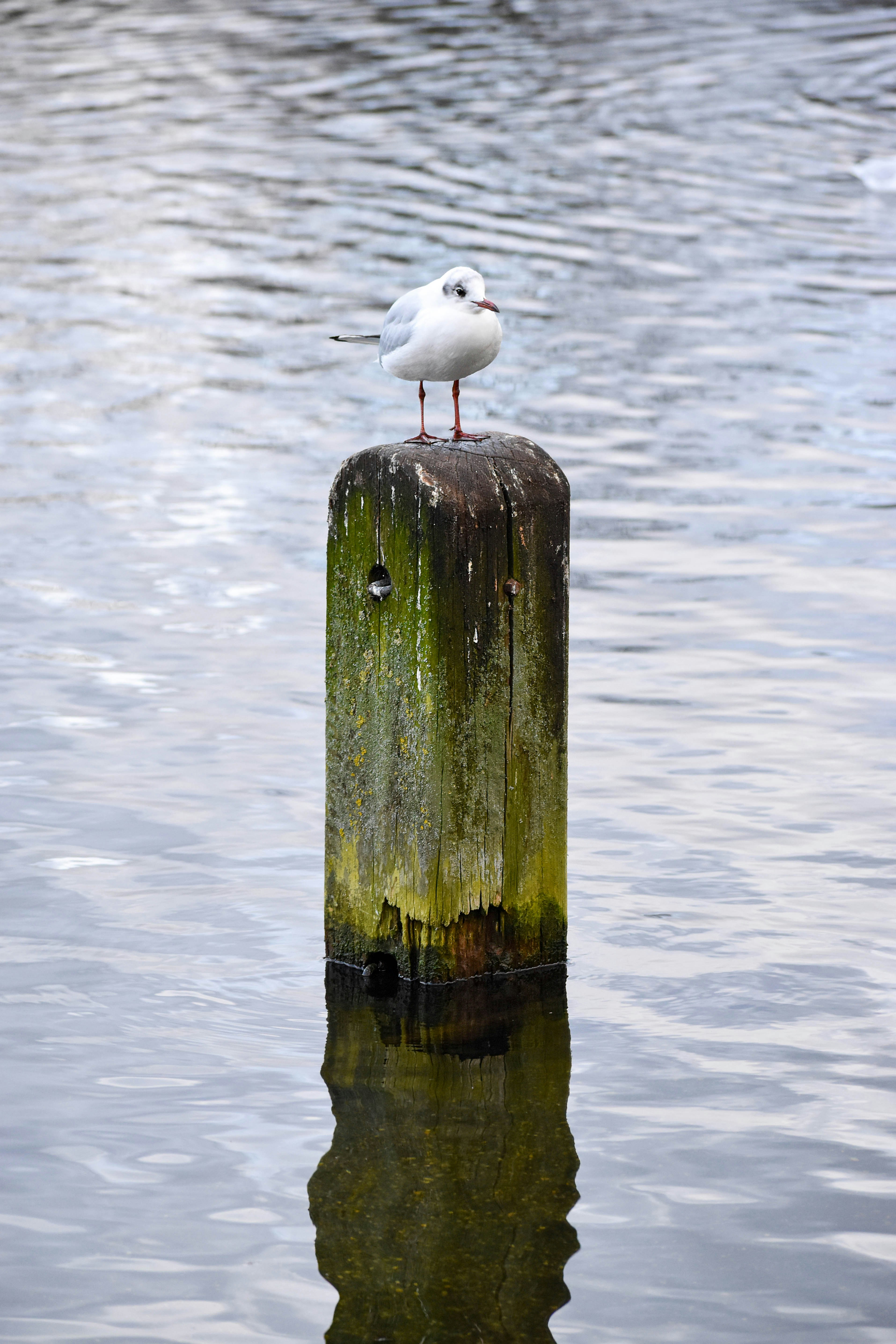 Harbor Sentinel on a Mossy Post