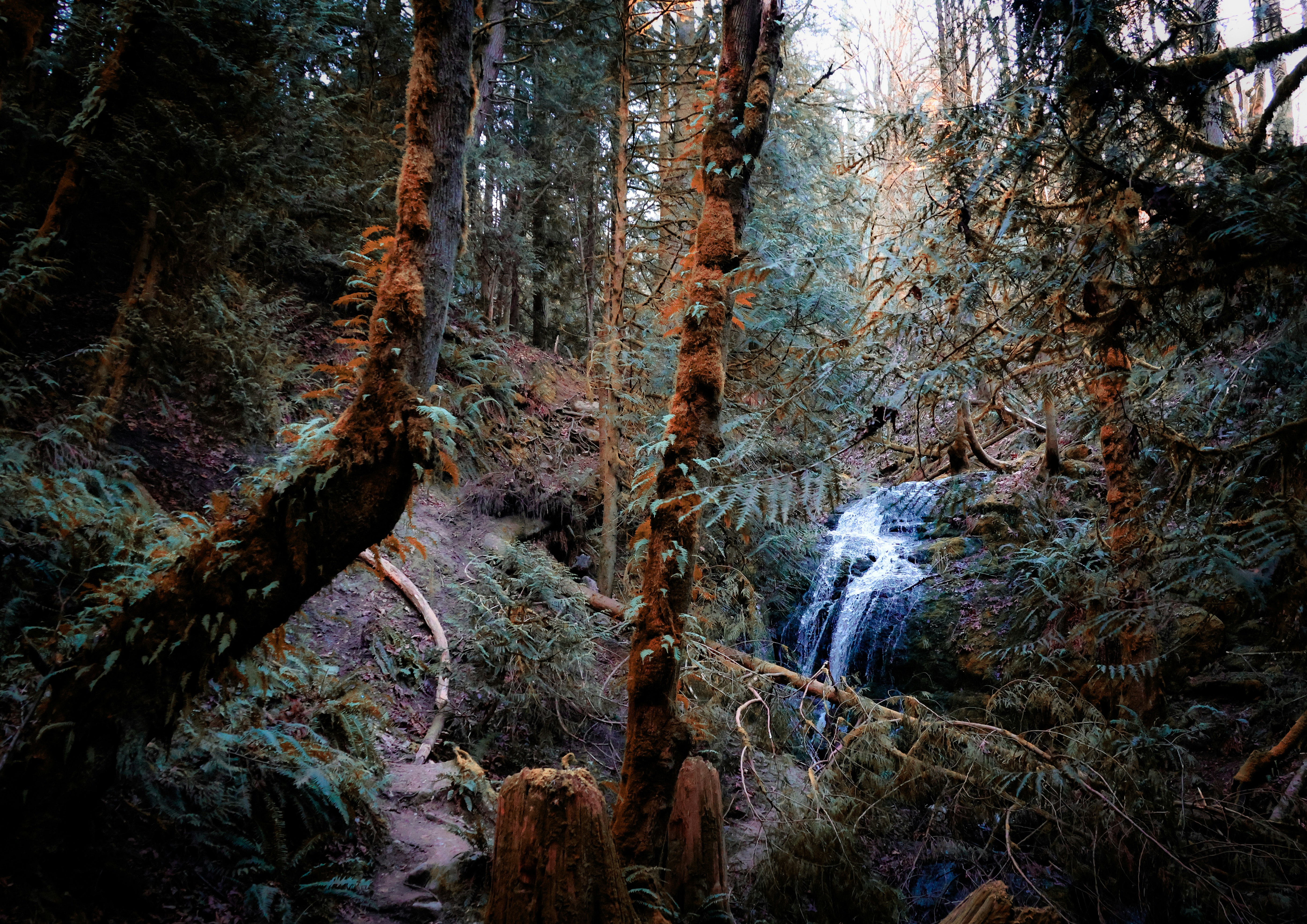 Whispering Forest Cascade