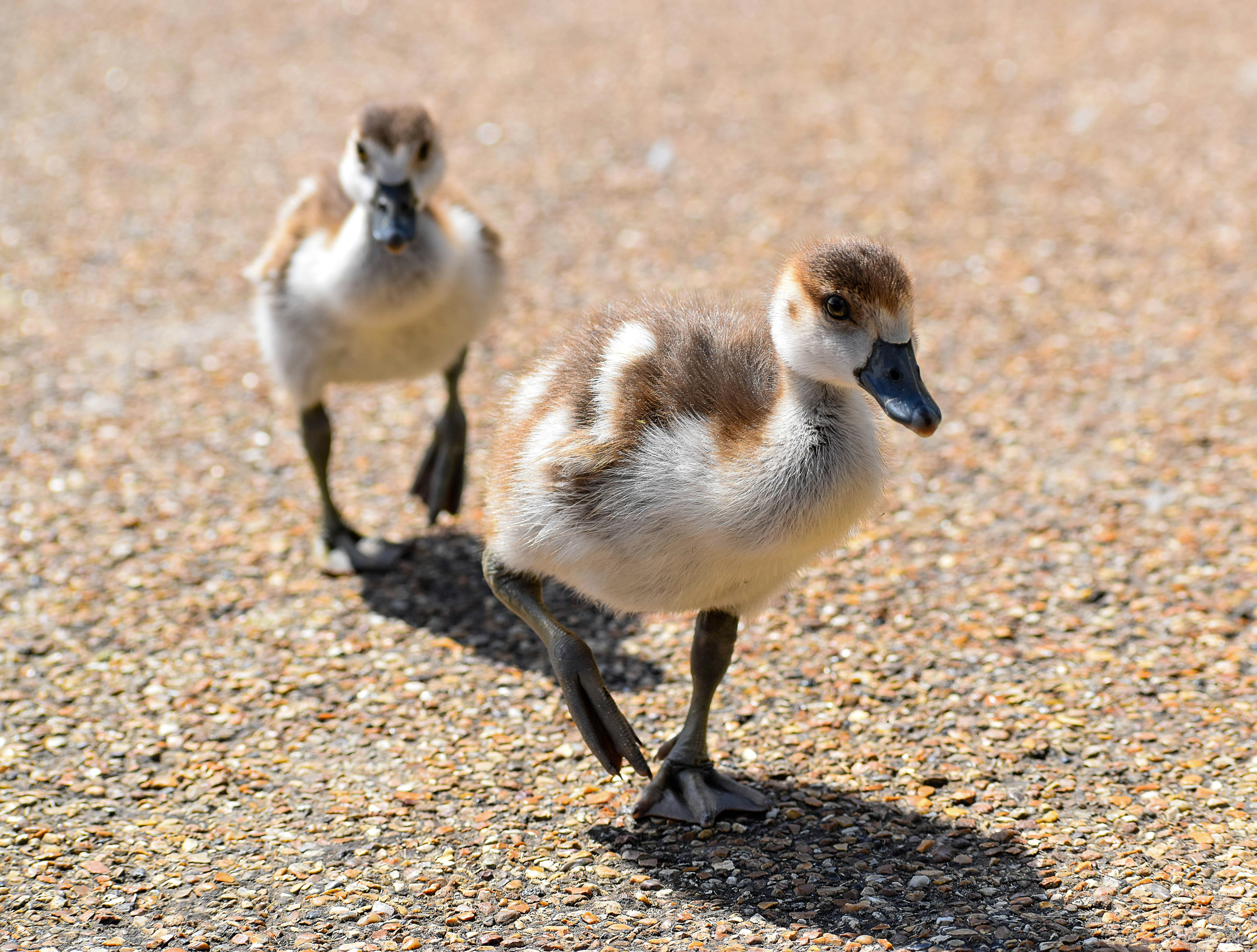 Curious Ducklings on a Rustic Stroll