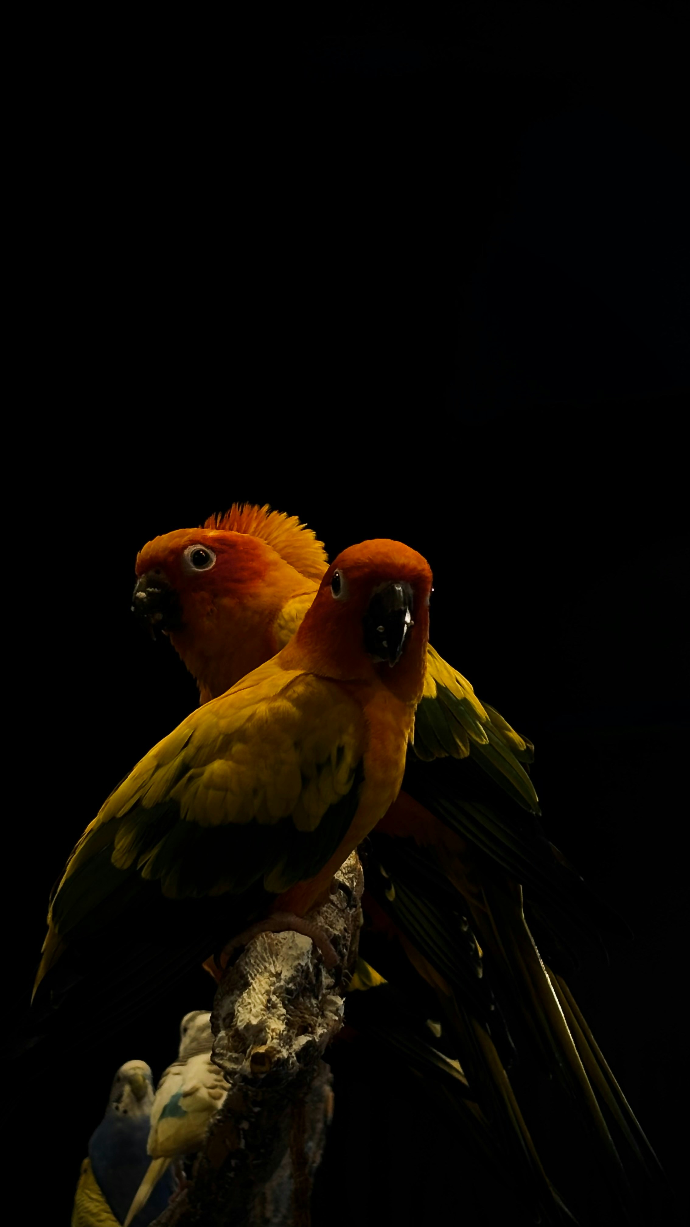 Two ember lorikeets perched on a weathered branch against a dark, featureless background.