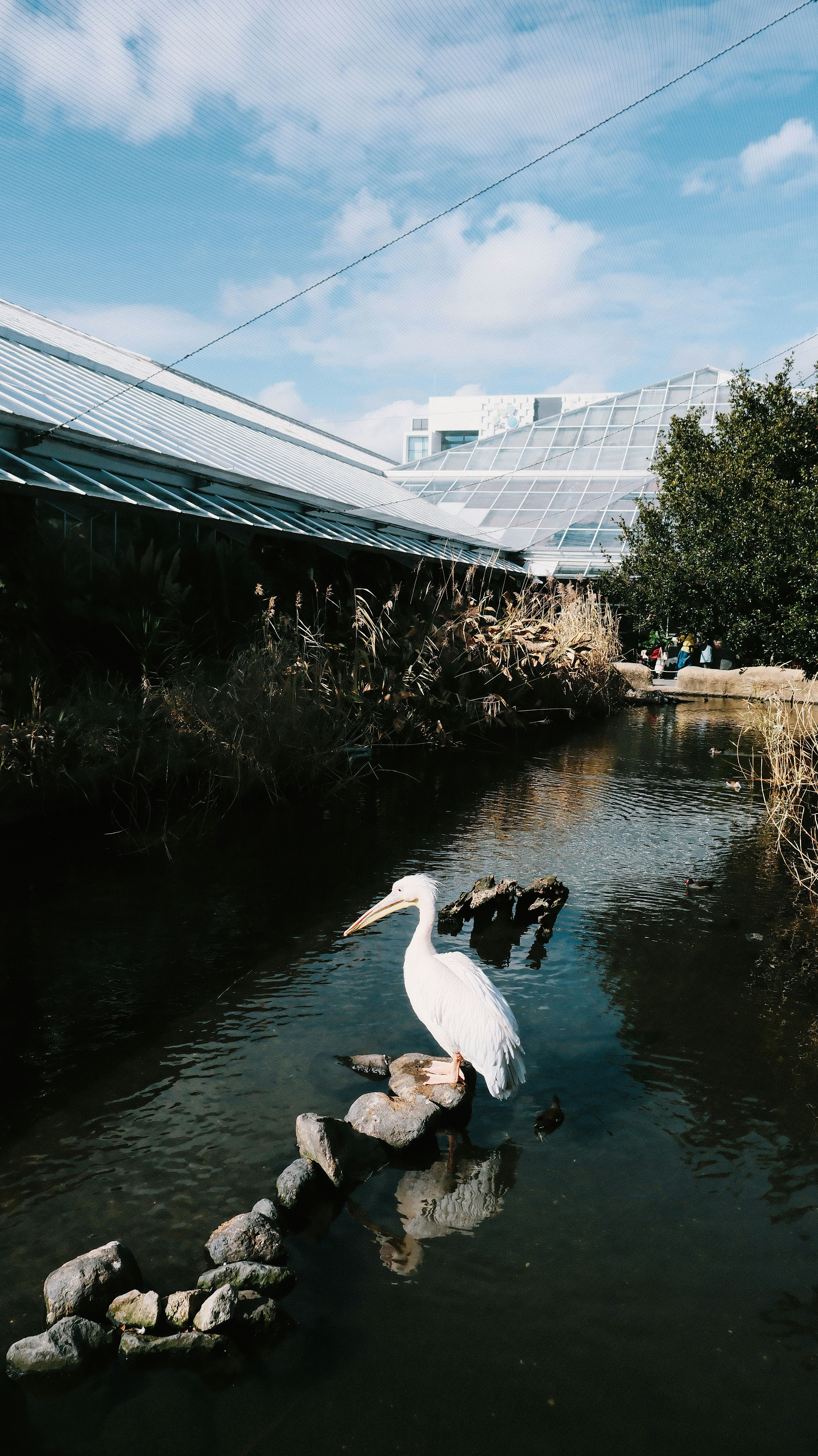 White Heron Beneath a Glass Canopy by a Quiet Canal