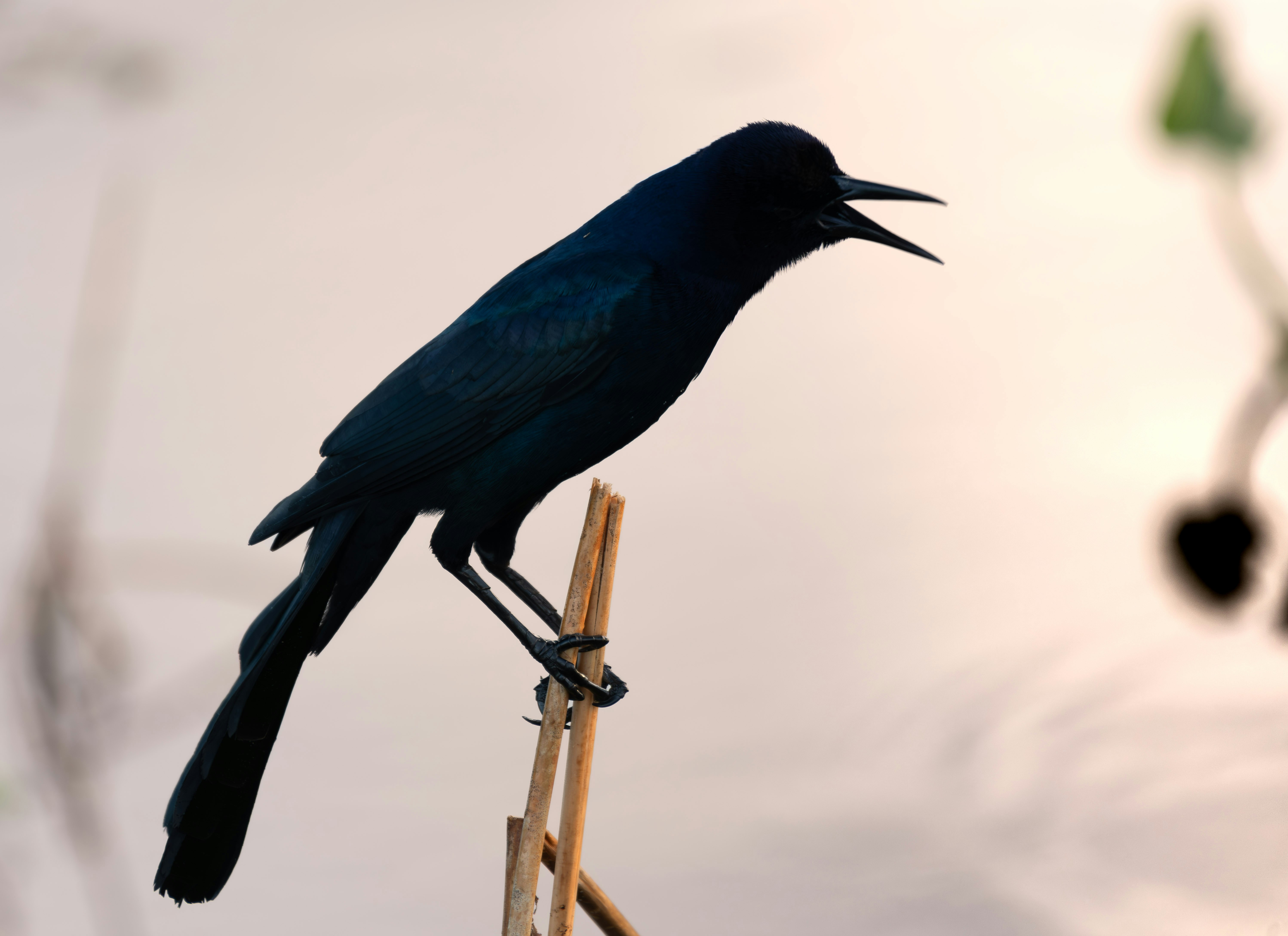Open-Beak Silhouette: Crow Perched on a Frayed Reed at Dusk