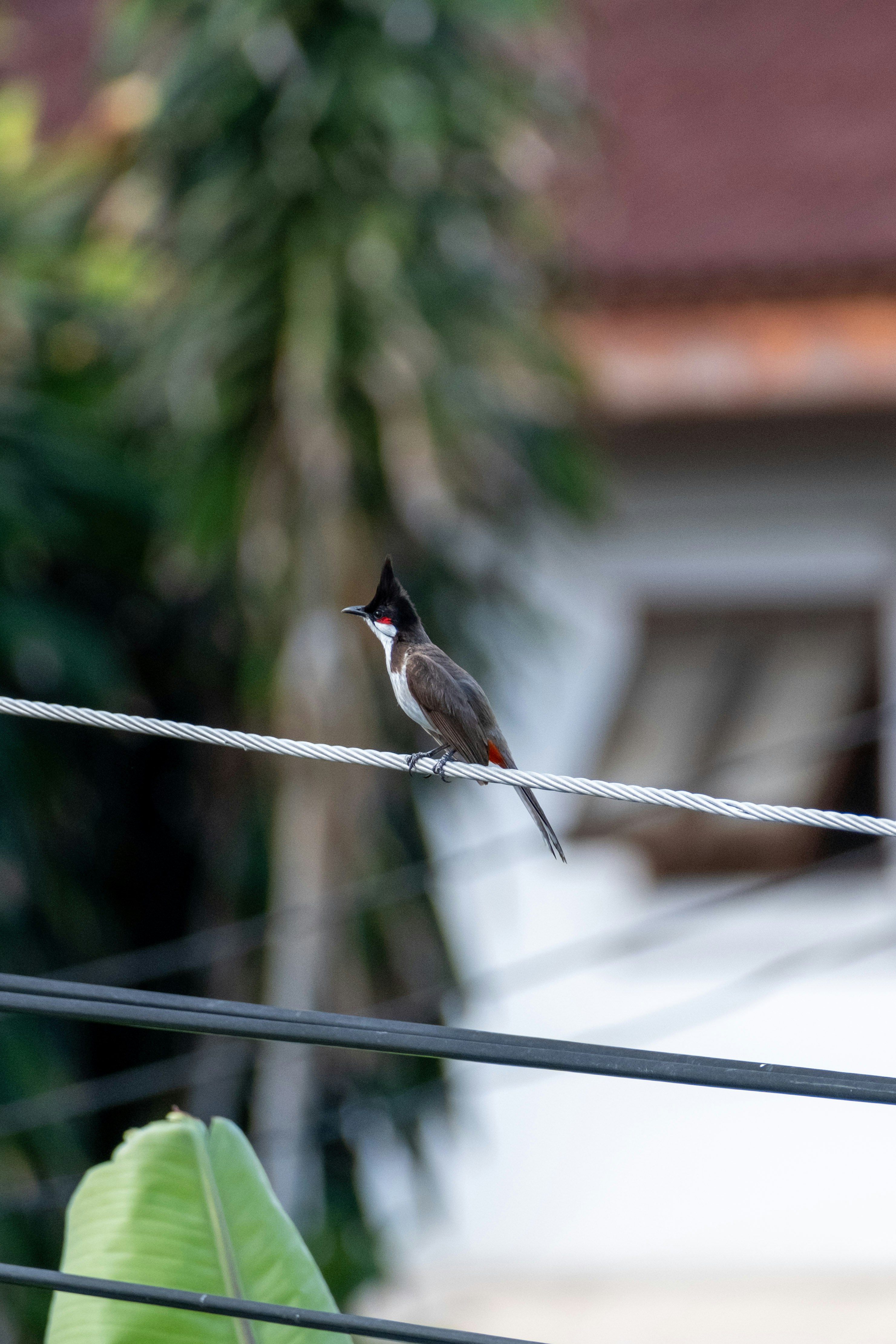 Crest on a Cable: A Tiny Perch in Soft Focus