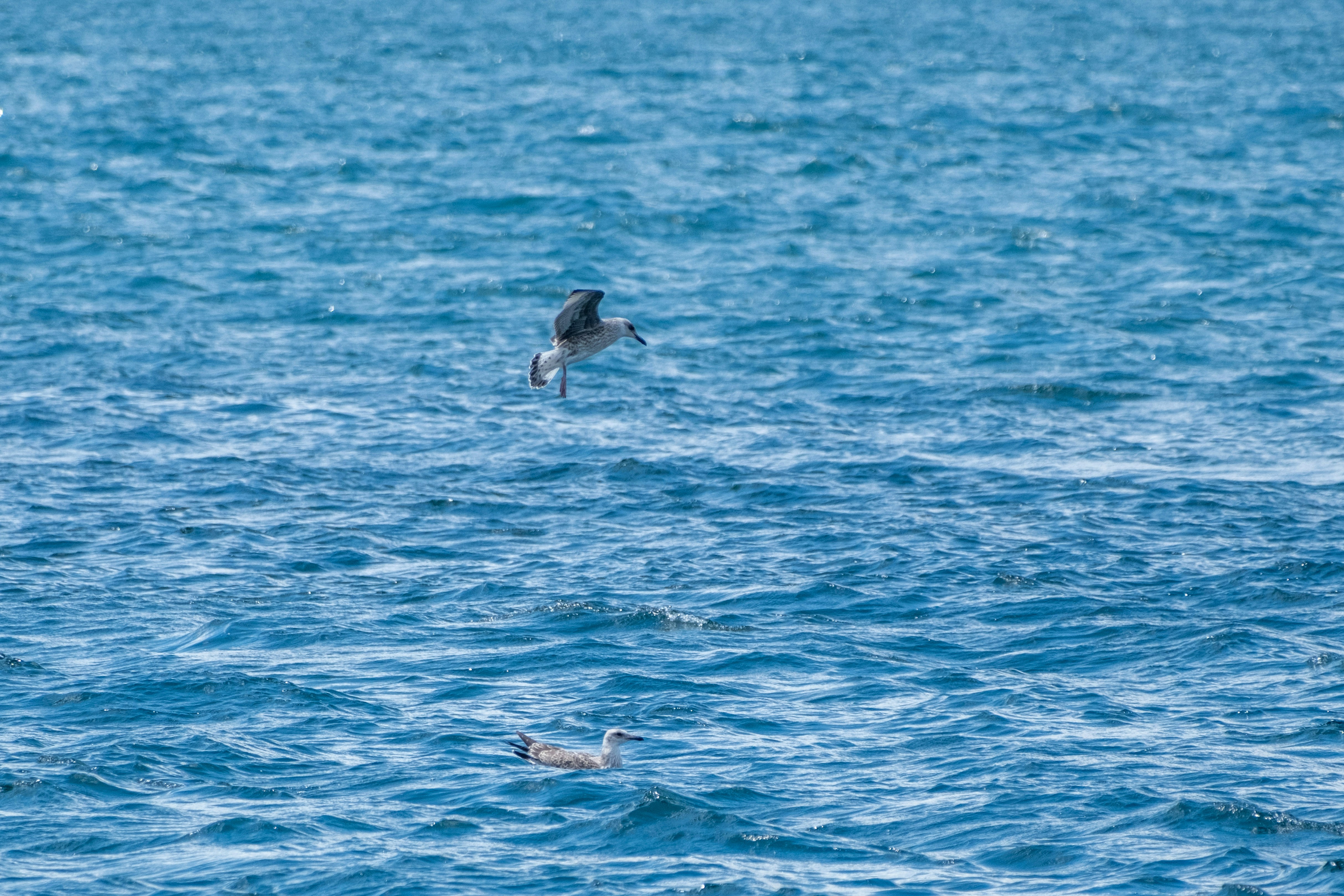Seagull flying above a vibrant ocean with another seagull floating on the water below.