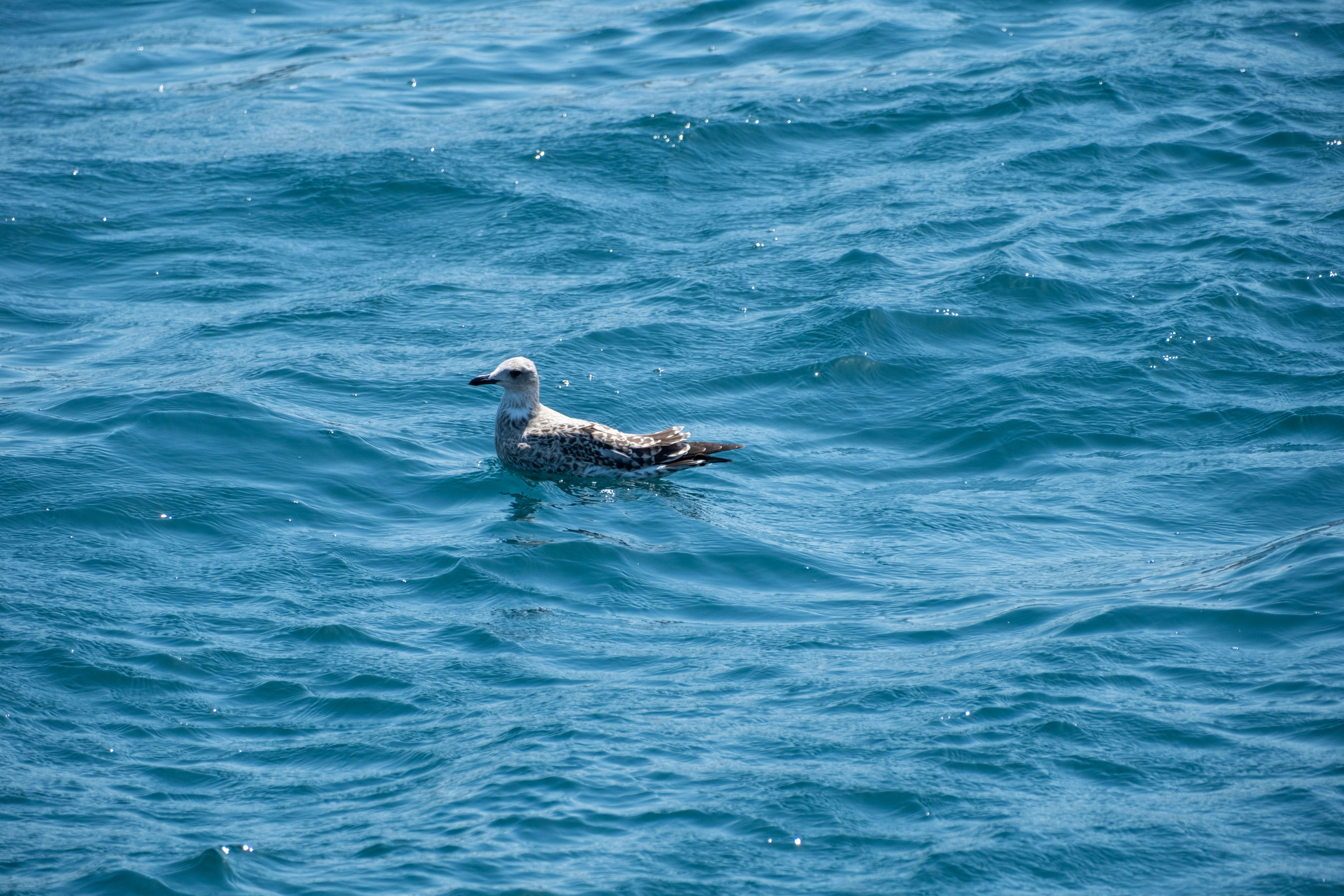 Seagull floating on vibrant blue ocean waves under clear skies.