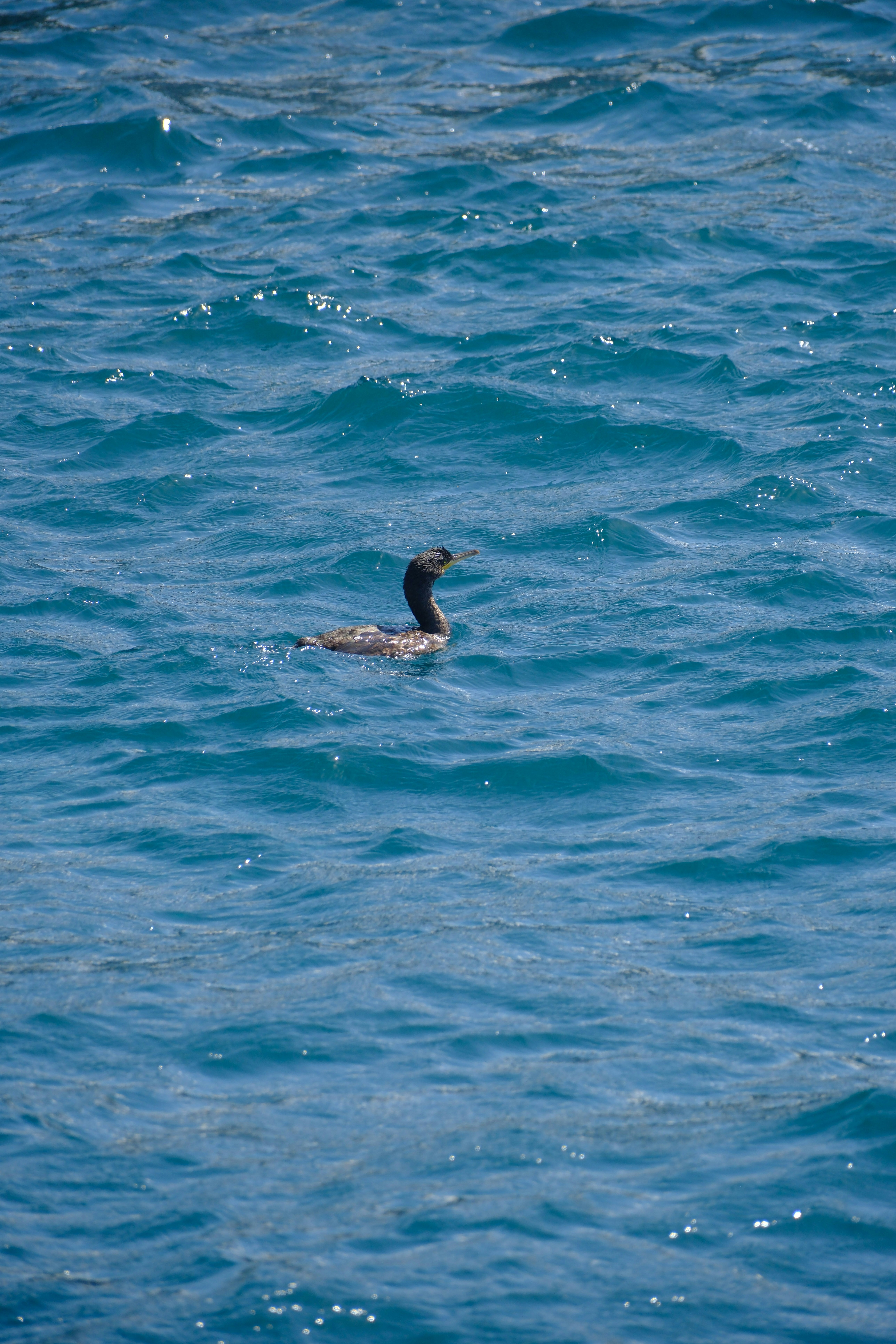 Isolated Grebe on a Quiet Pulse of Sea