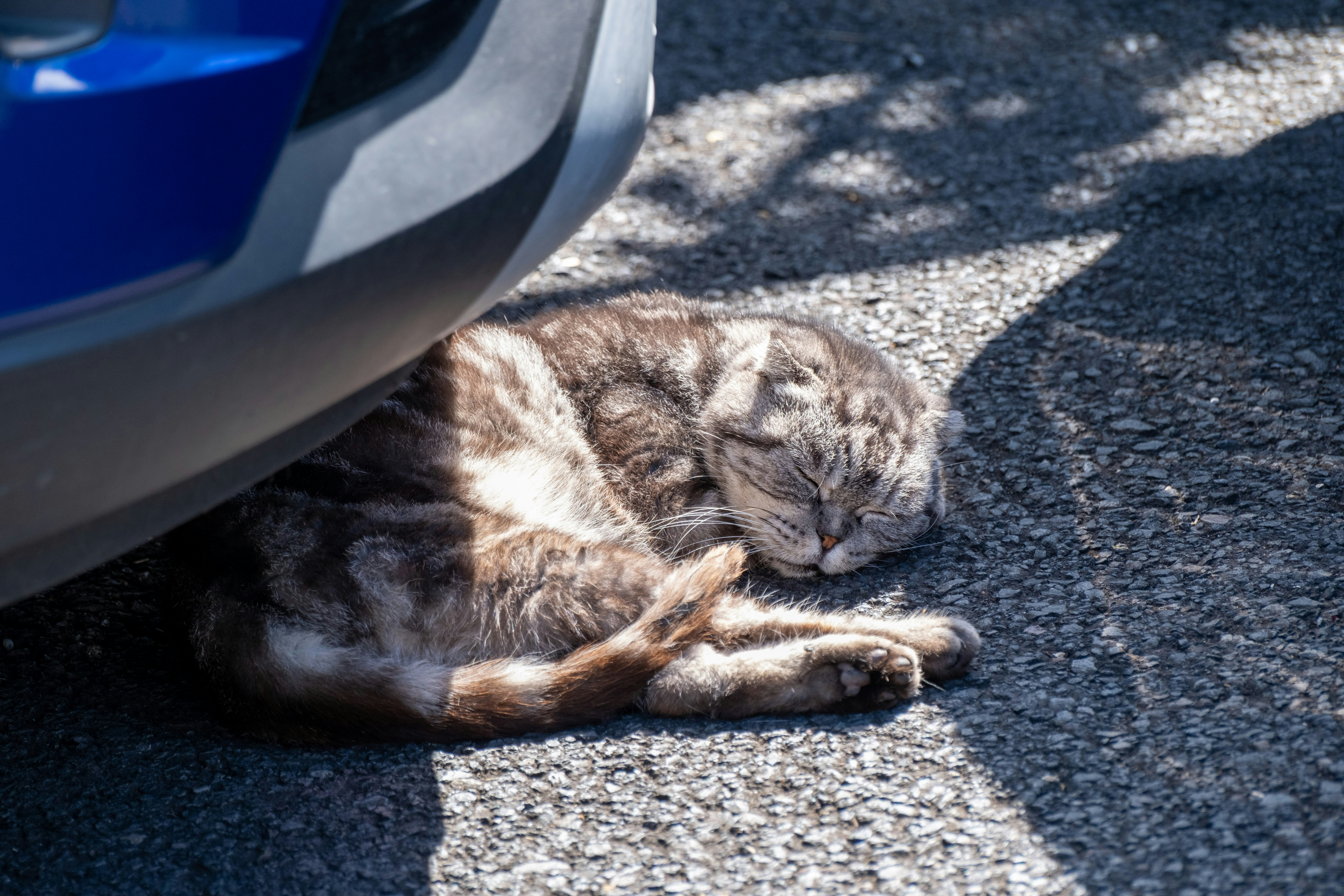 Under the Blue Car: a Tabby Cat's Quiet Nap on Sunlit Asphalt