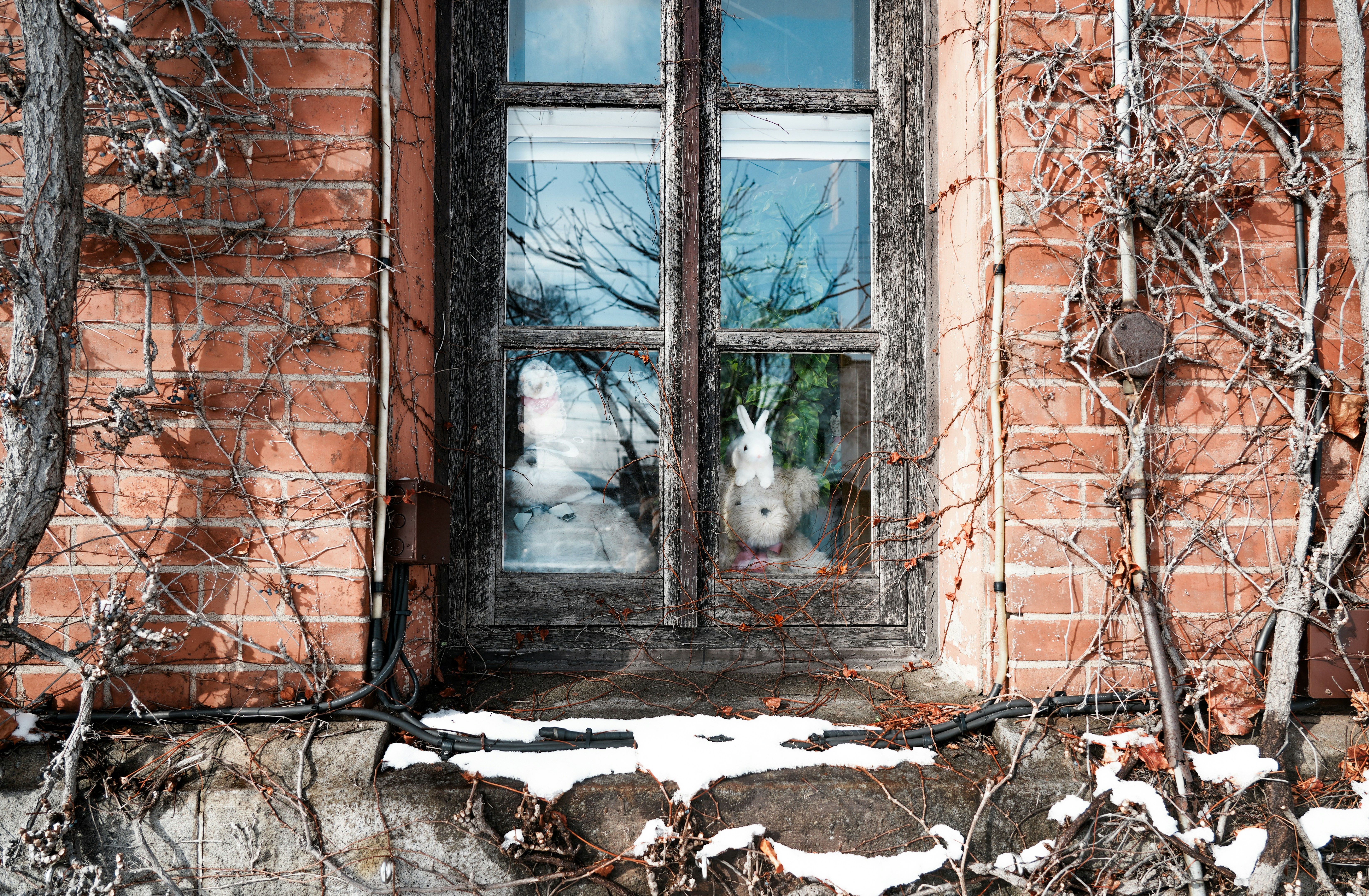 Rabbits at the Snowed Window: Ivy-Wrapped Brick and a Quiet Moment