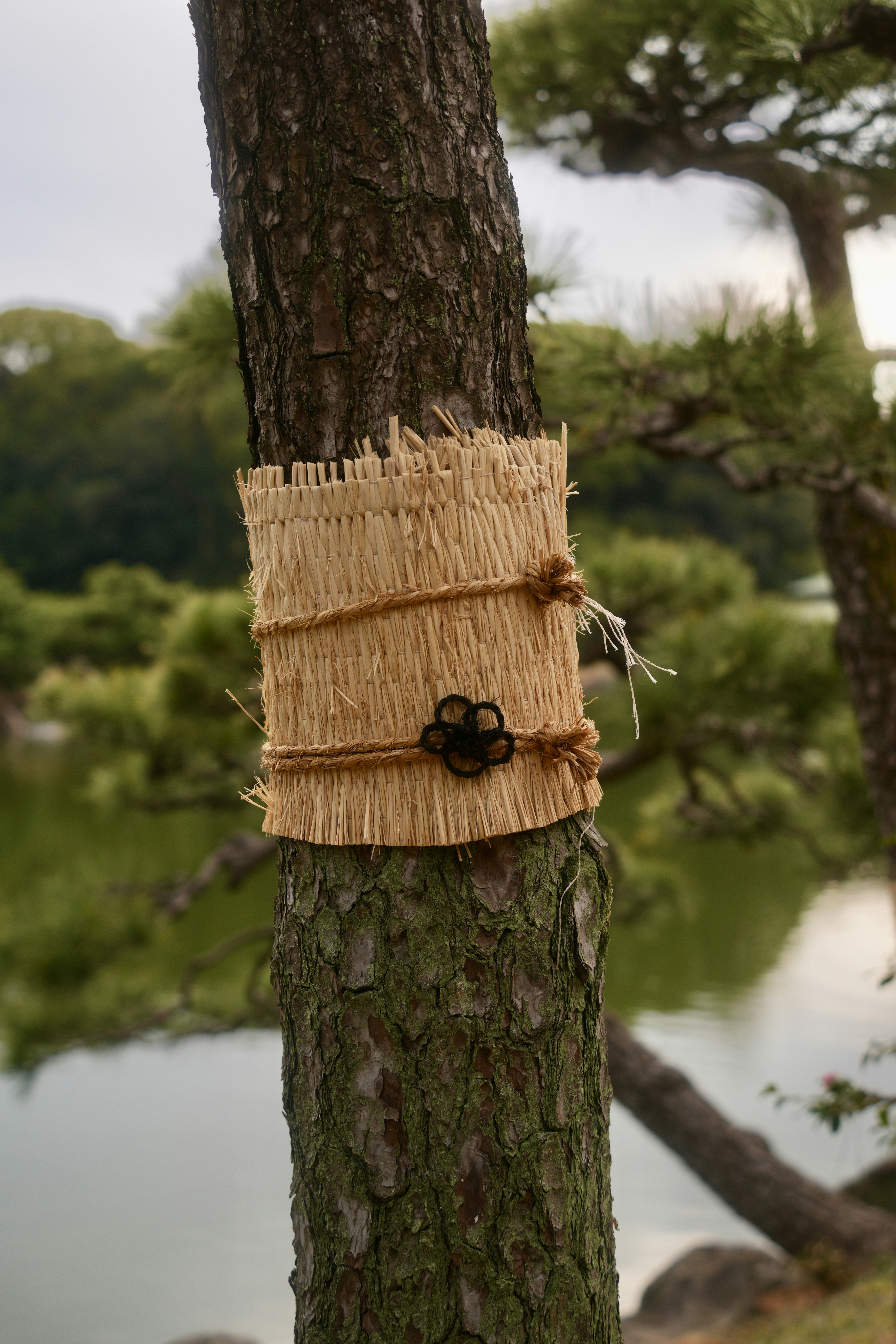 Straw-Wrapped Pine Standing Guard by a Serene Pond