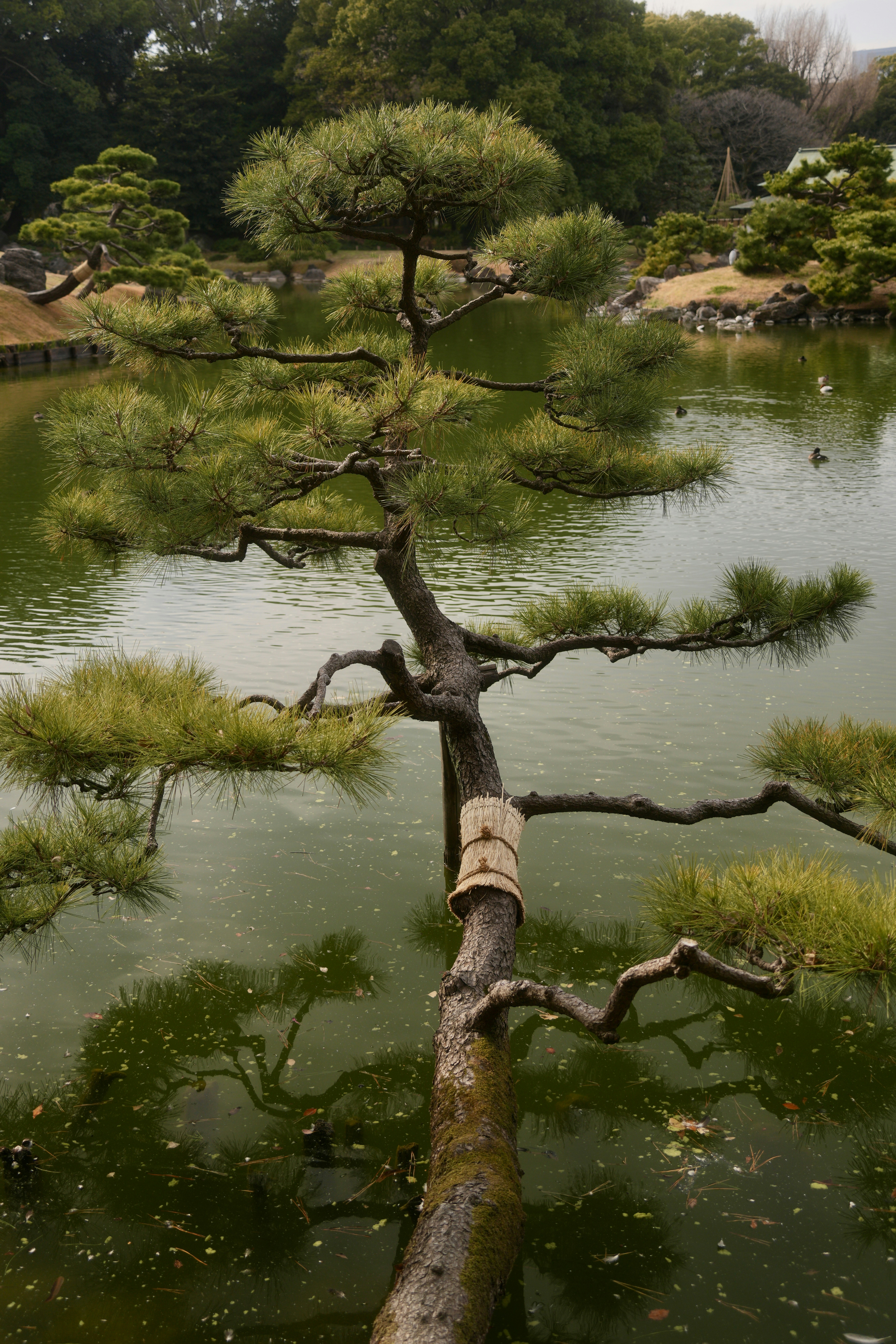 Leaning Pine Over a Glassy Garden Pond