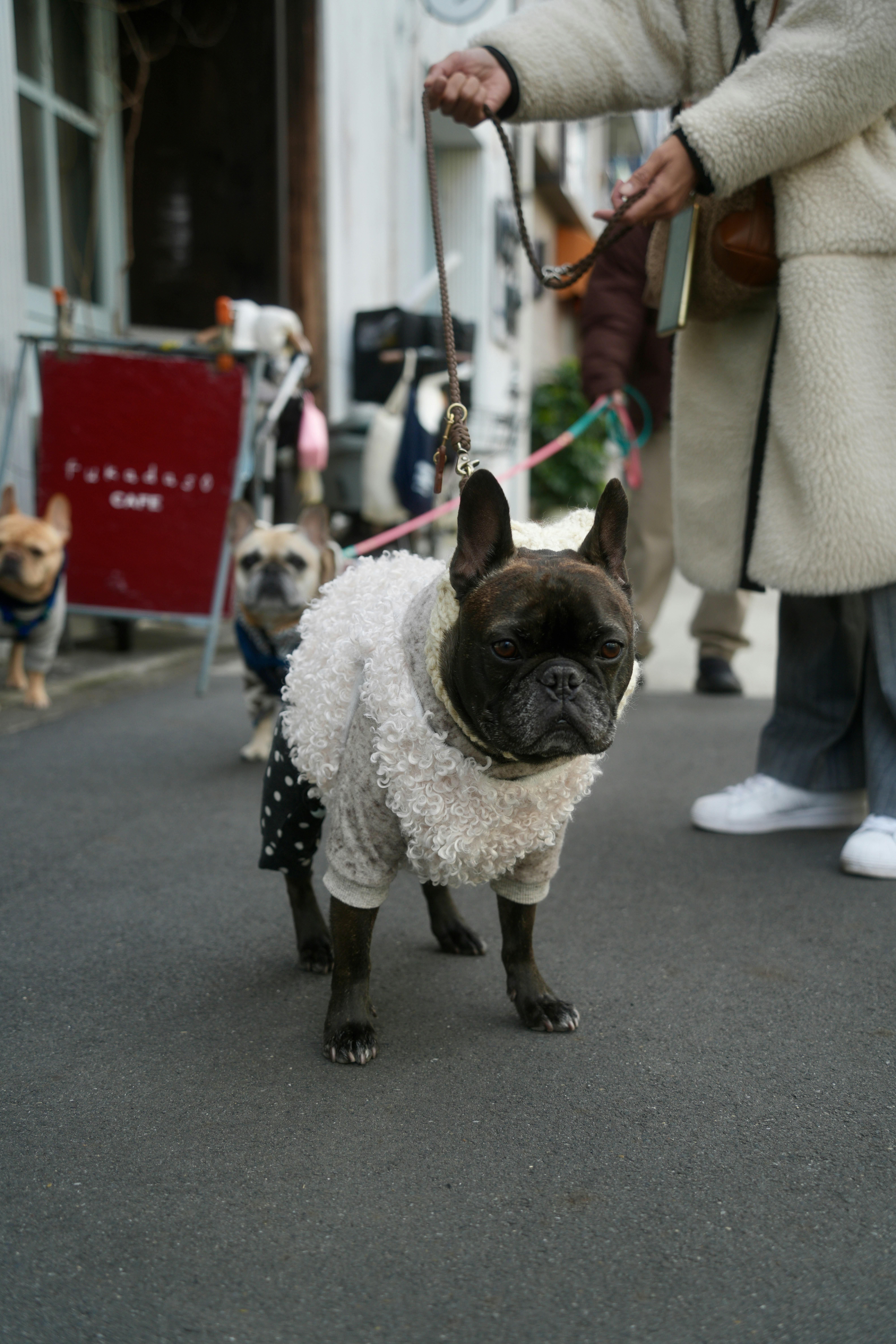 Fluffy Front-Runner: A French Bulldog in Winter Wool Coat Leads a Quiet City Street Moment
