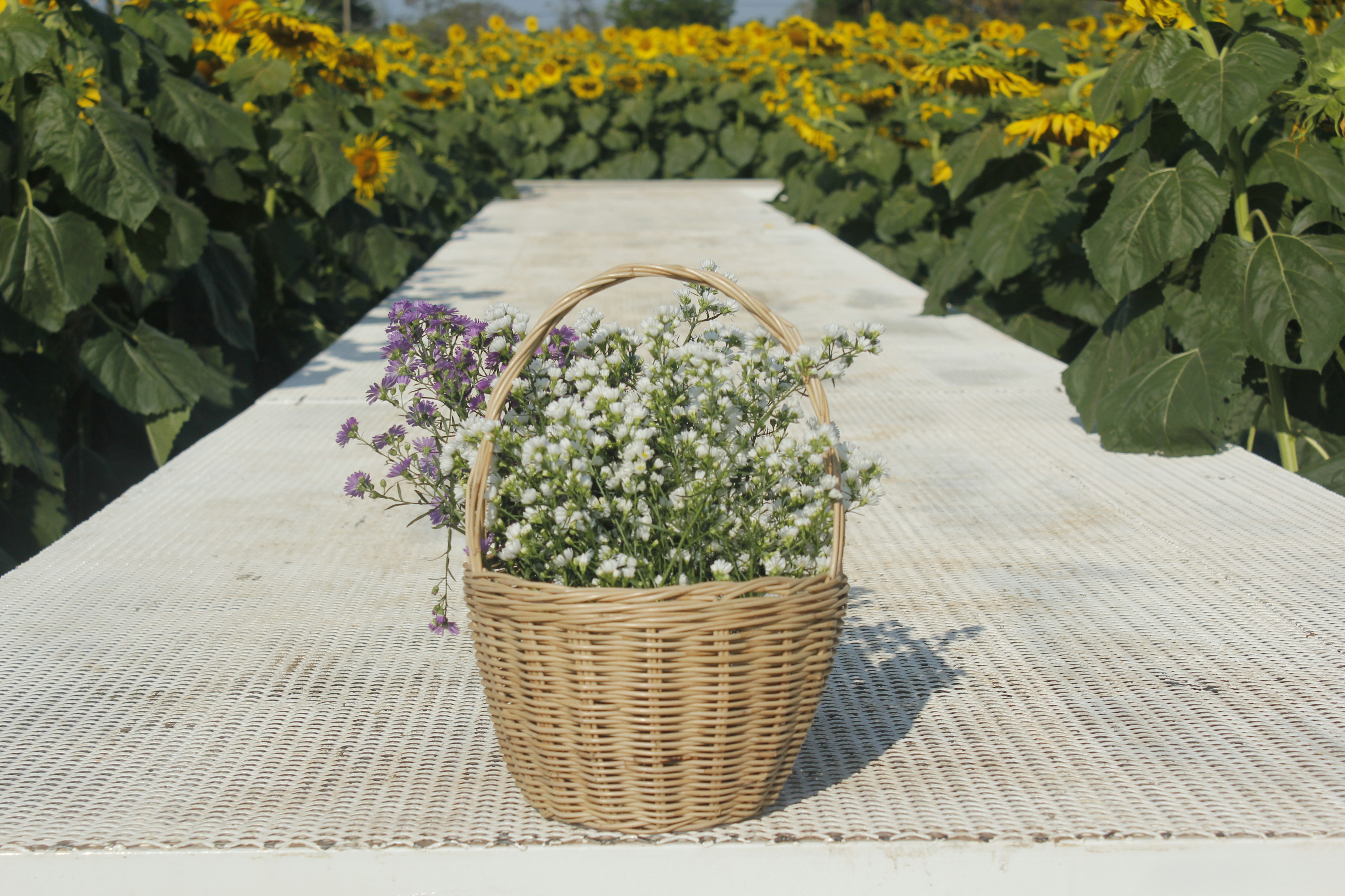 Quiet Bloom: A Basket of White Wildflowers on a Sunlit Table Surrounded by Sunflowers