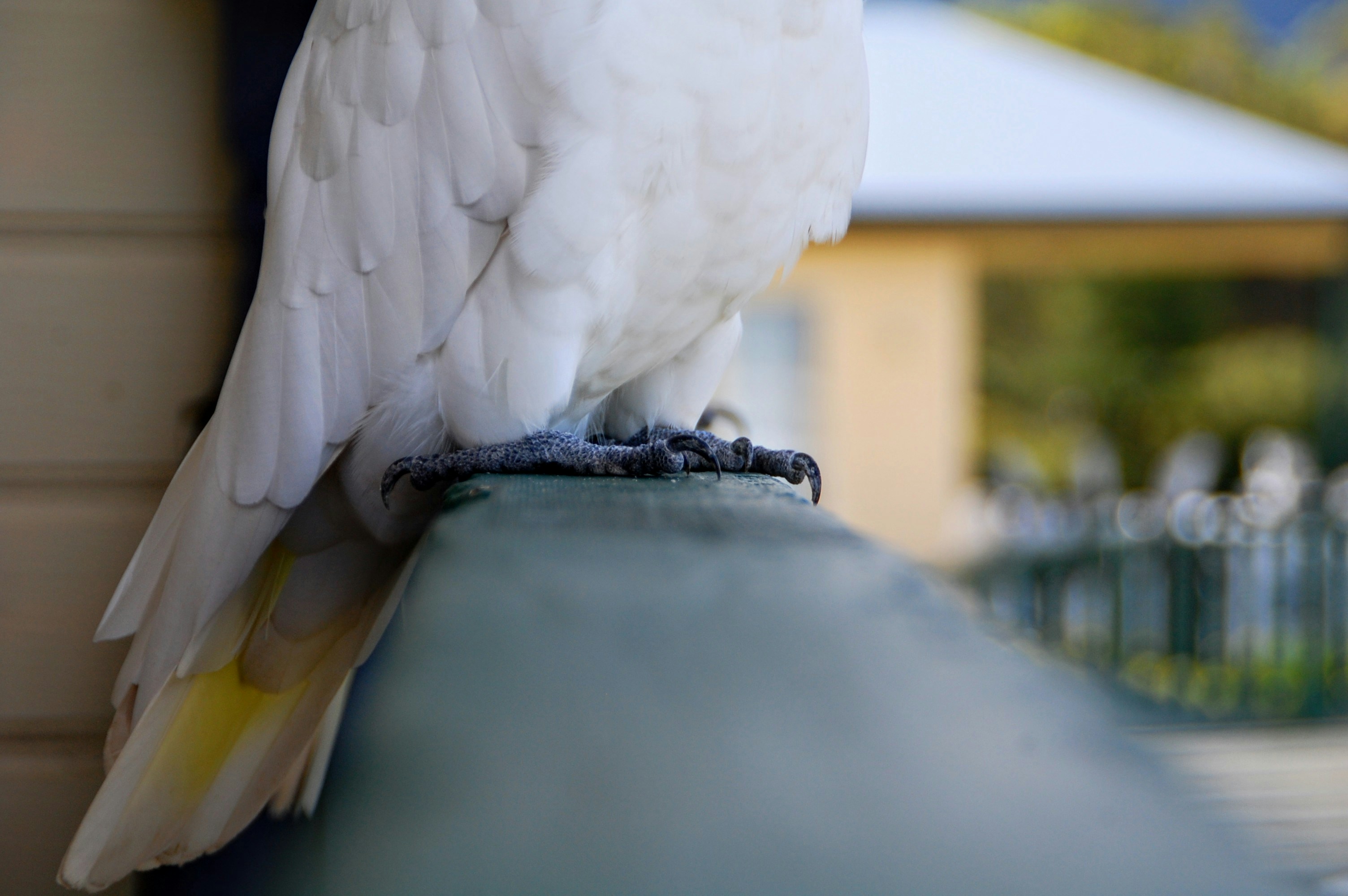 Feathered on the Rail: White cockatoo on a sunlit barrier