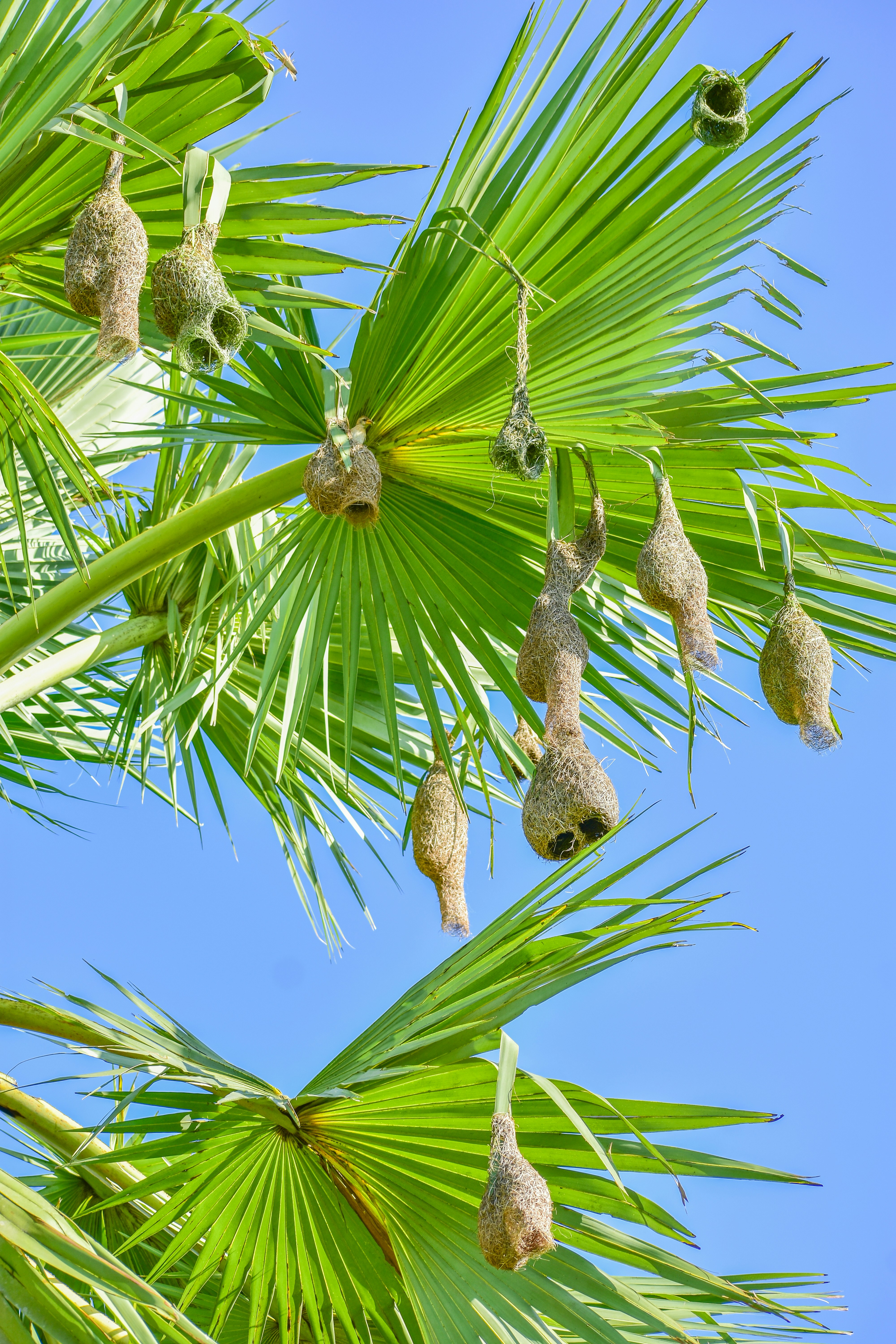 A palm tree with seed pods hanging from it photo – Free Stunningbirds ...