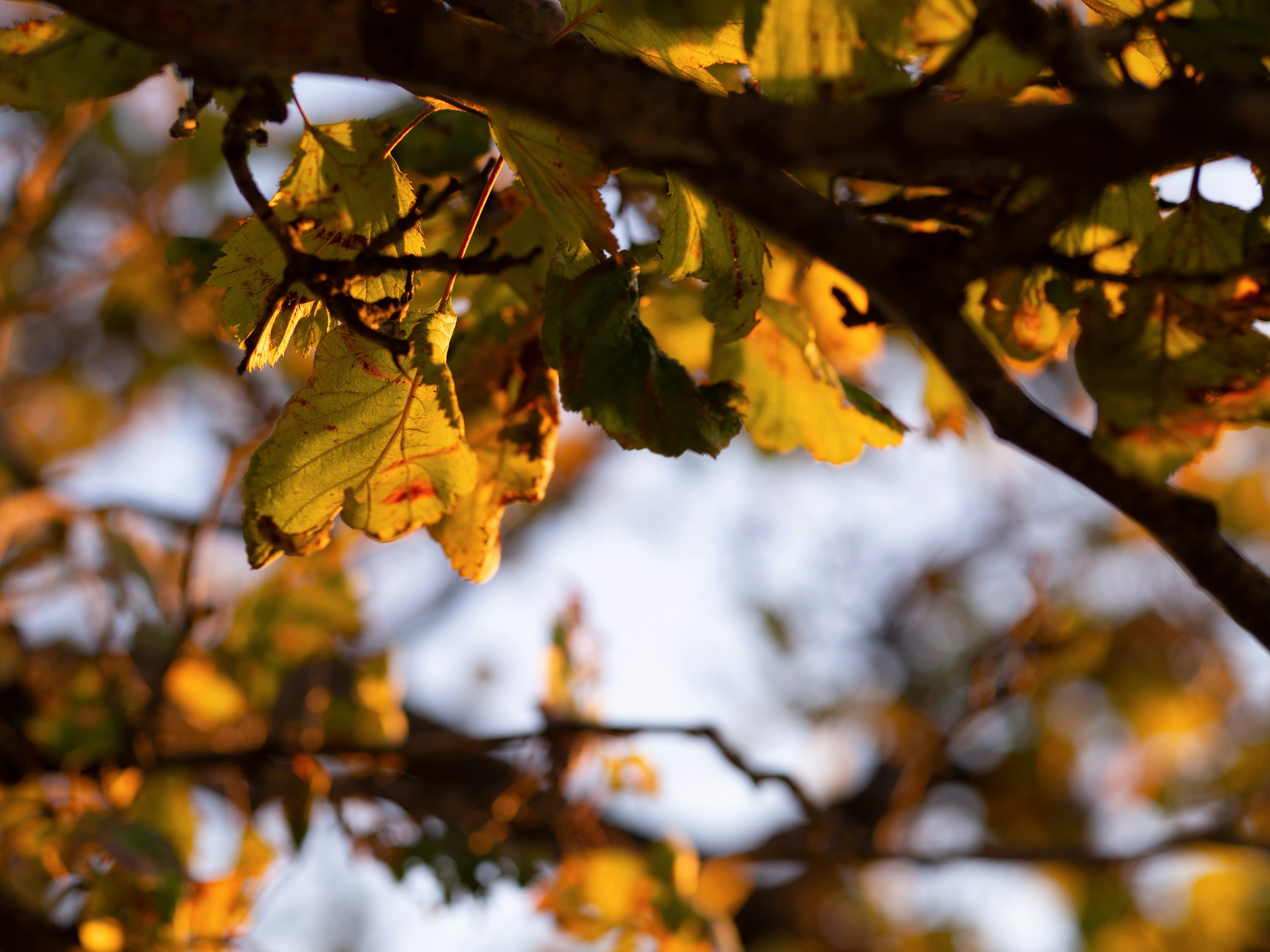 Photo by Muscat with Olympus OM-D E-M10 Mark II