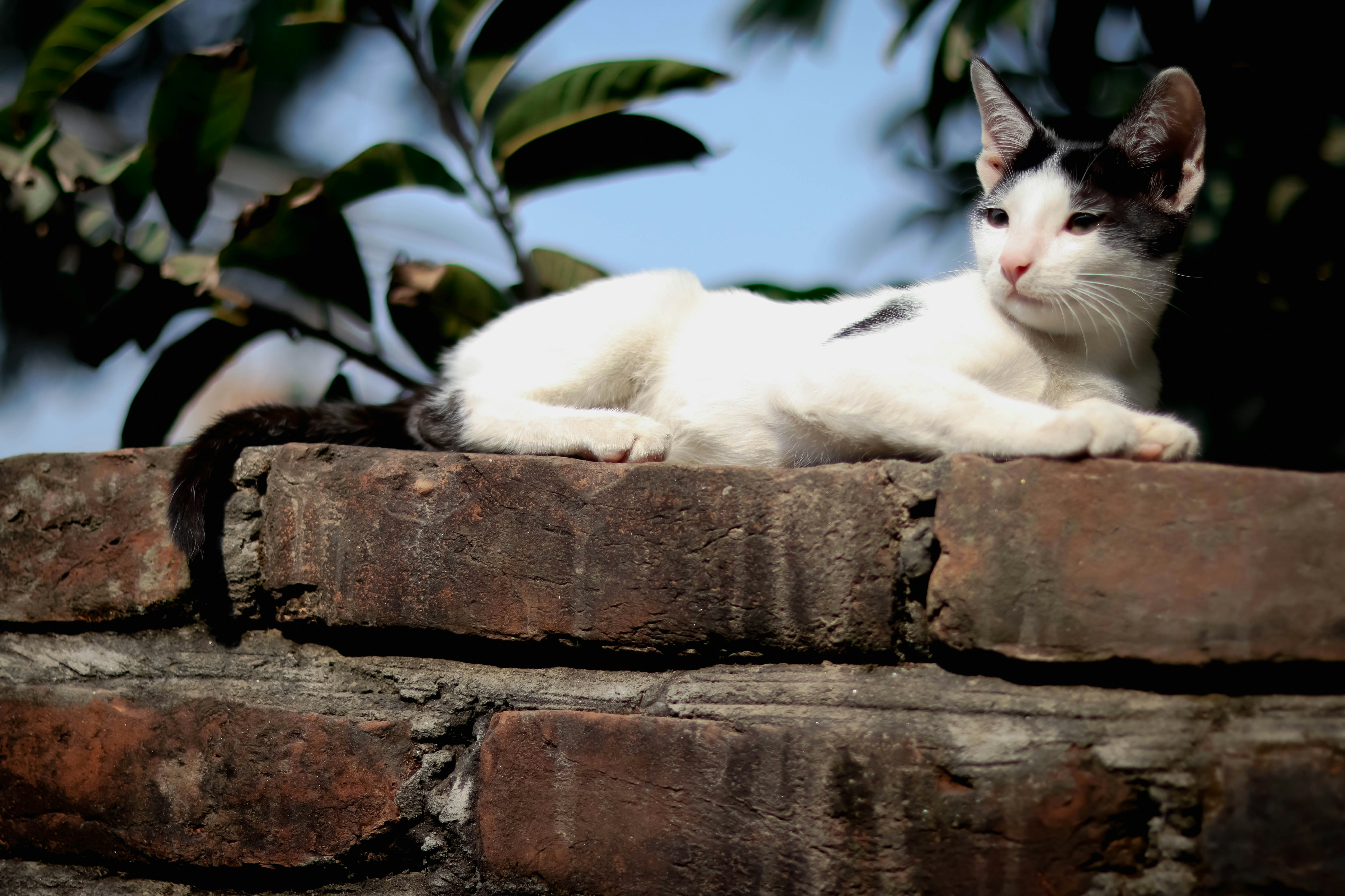 White and black cat lounging on a brick wall under leafy branches.