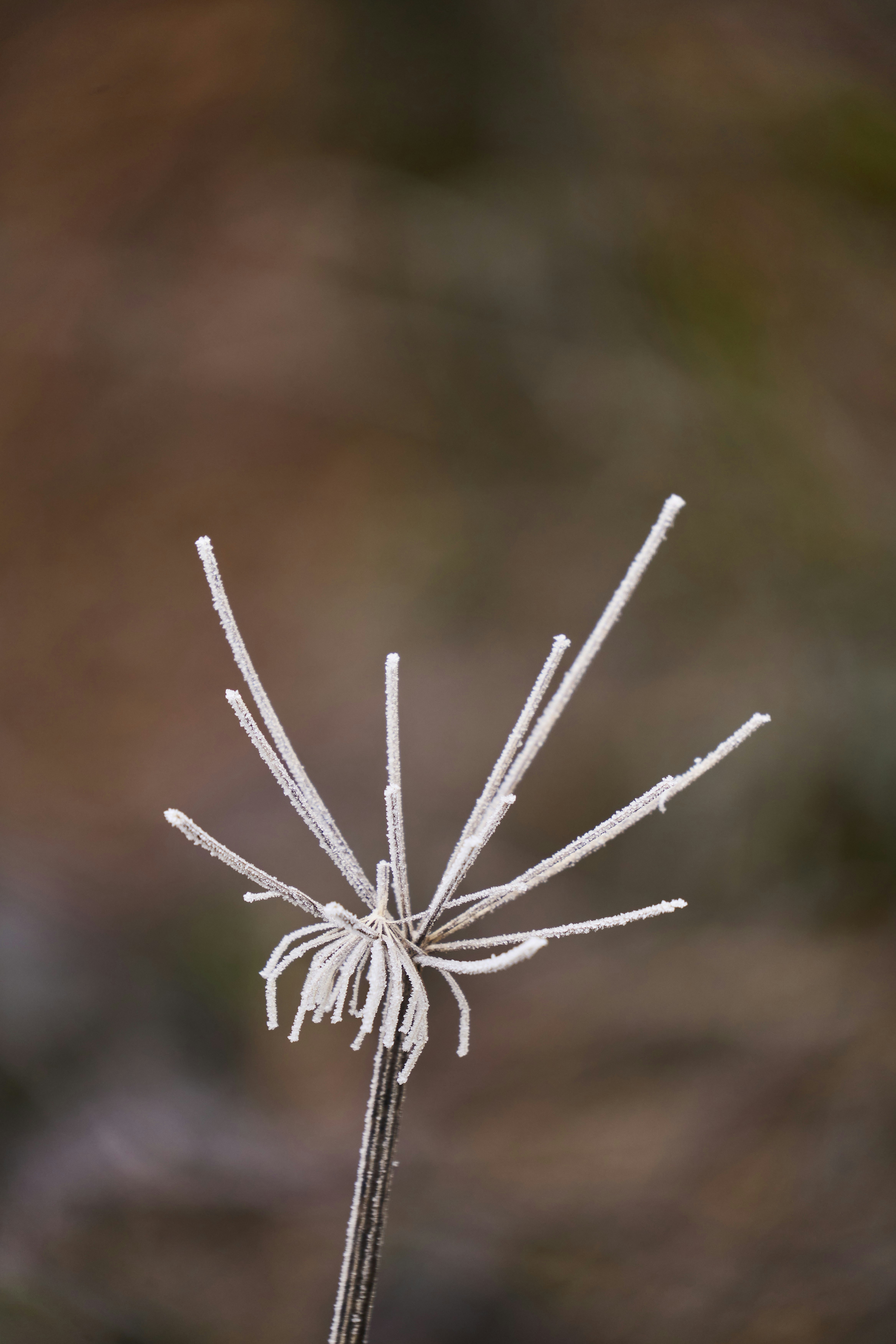 Hoarfrost Radiance on a Dried Seed Head