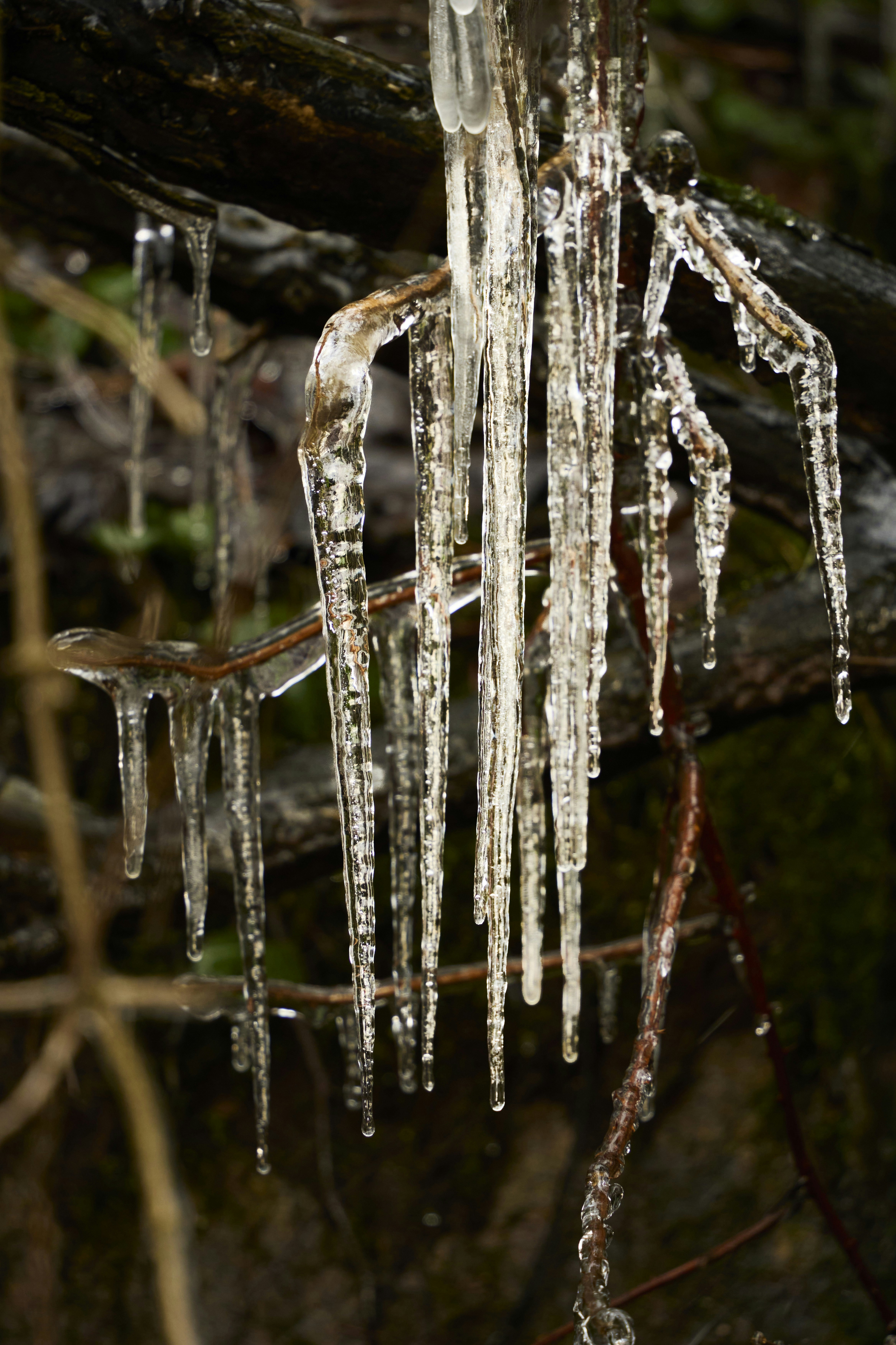 A bunch of icicles hanging from a tree branch photo – Free Ice Image on ...