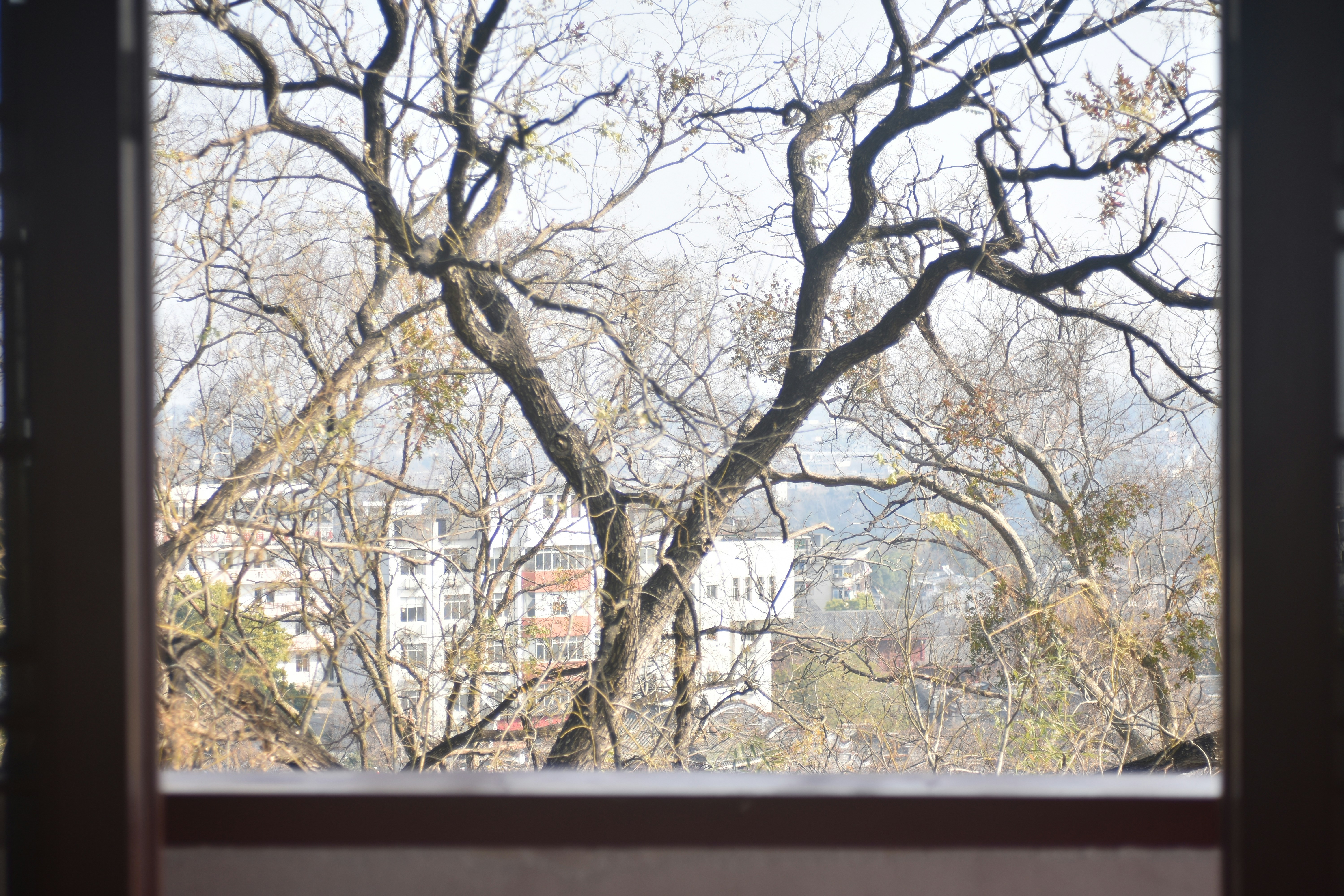 A window with a view of a tree outside photo – Free Window Image on ...