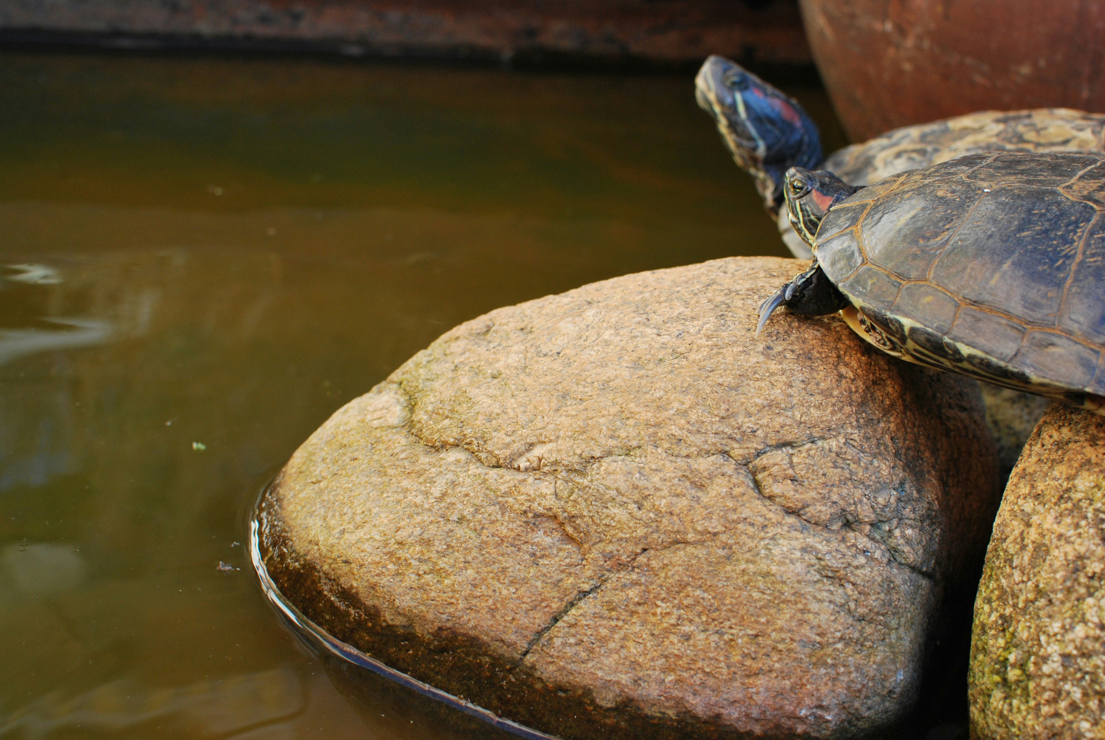 Imágenes de TORTUGA ANIMADA | Descarga imágenes gratuitas en Unsplash