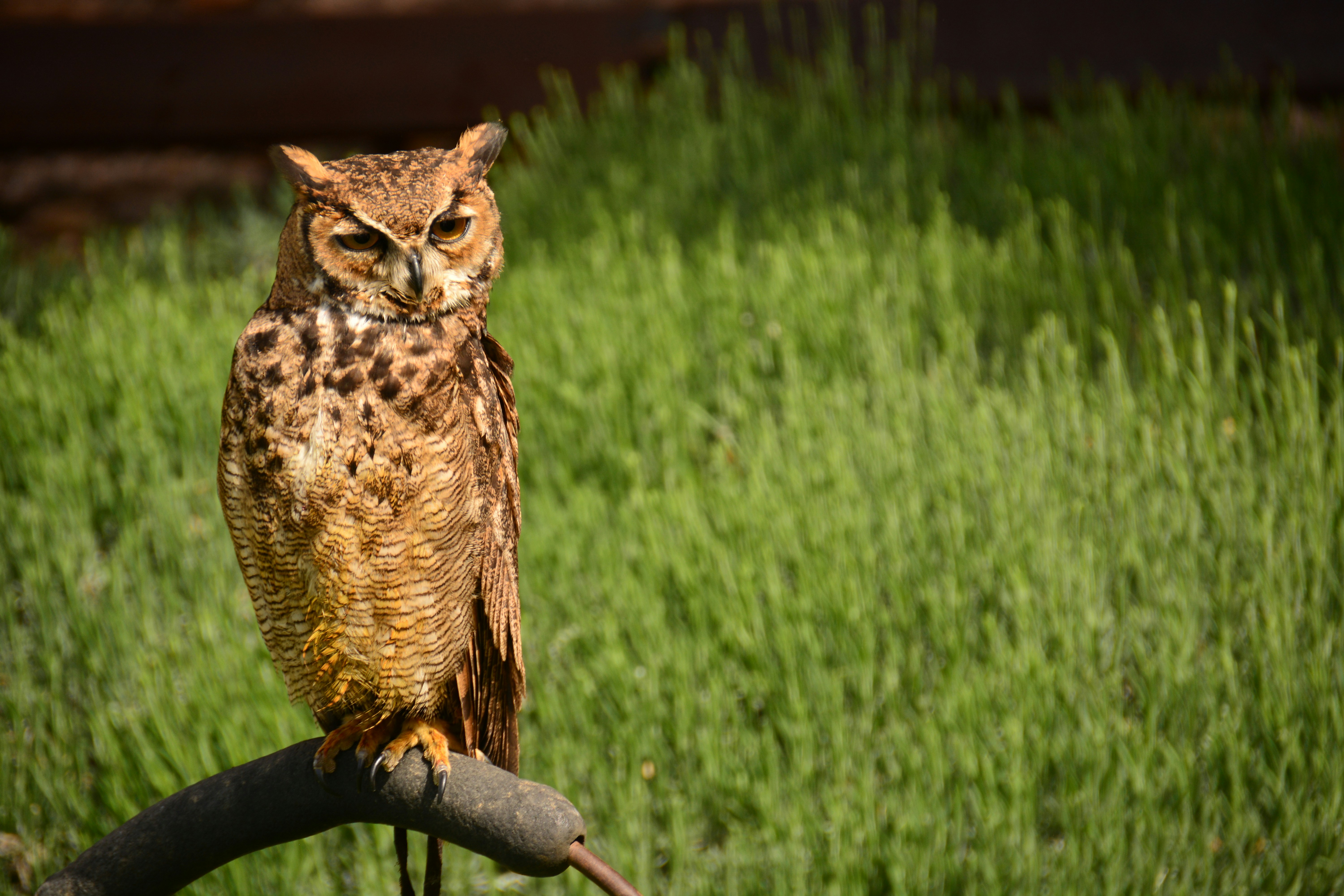 Regal Owl Perched Amid Verdant Backdrop