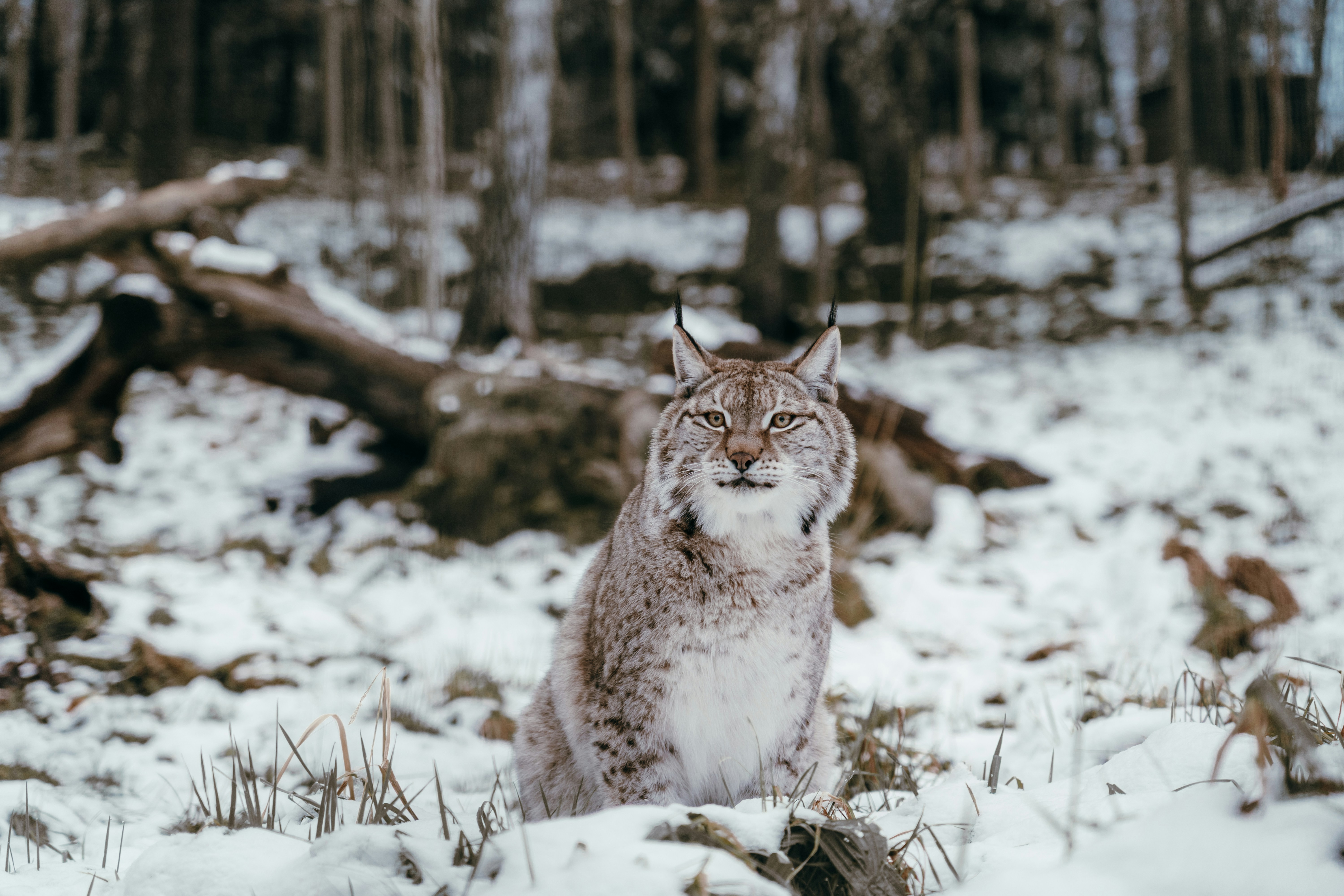 Snowbound Sentinel: A Lynx Stares Down the Quiet Edge of the Forest
