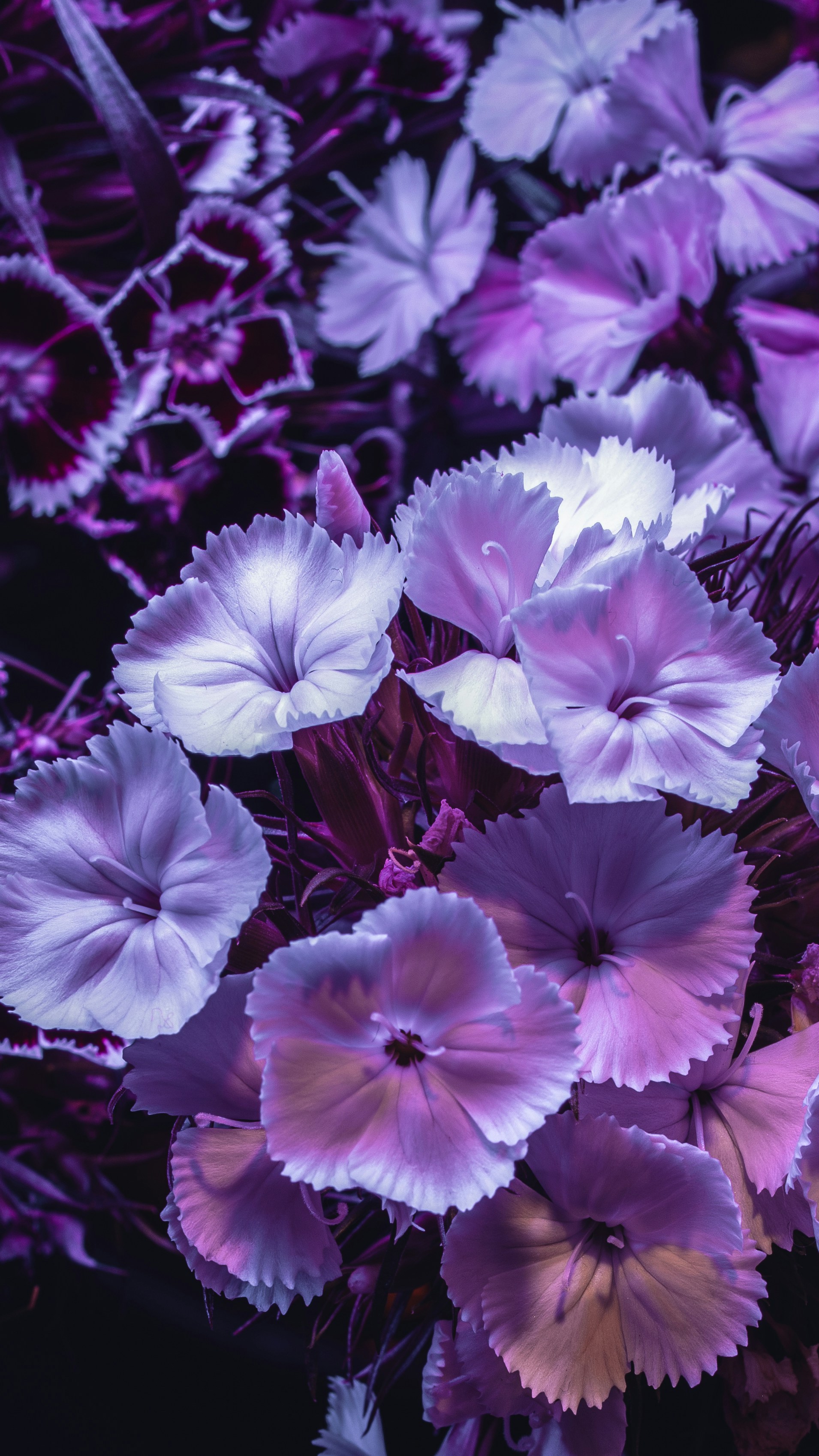 Violet Mosaic: Velvet Petunia Cluster in Twilight Light