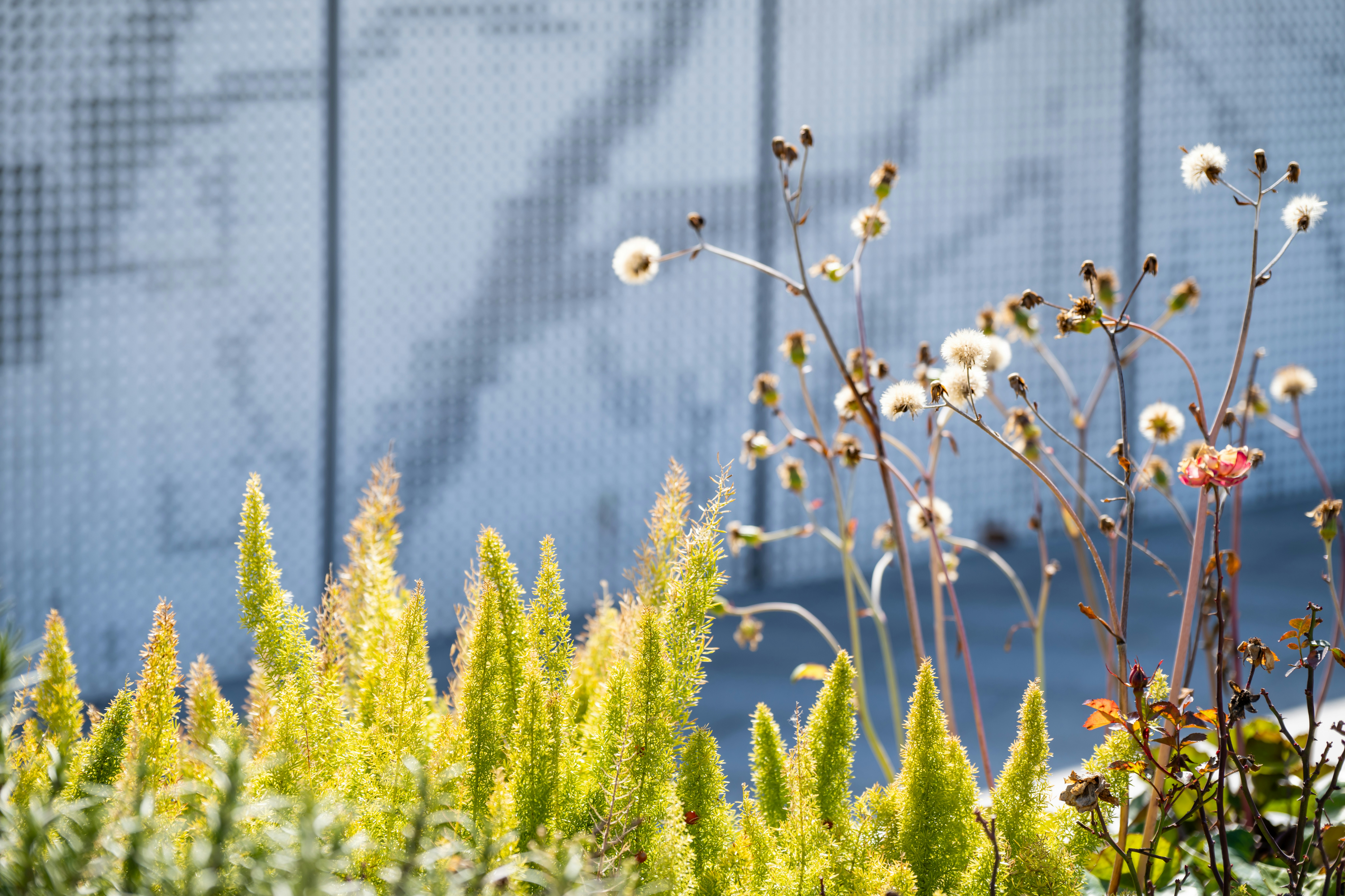 Vibrant green foliage contrasts with delicate dried seed heads against a textured backdrop.
