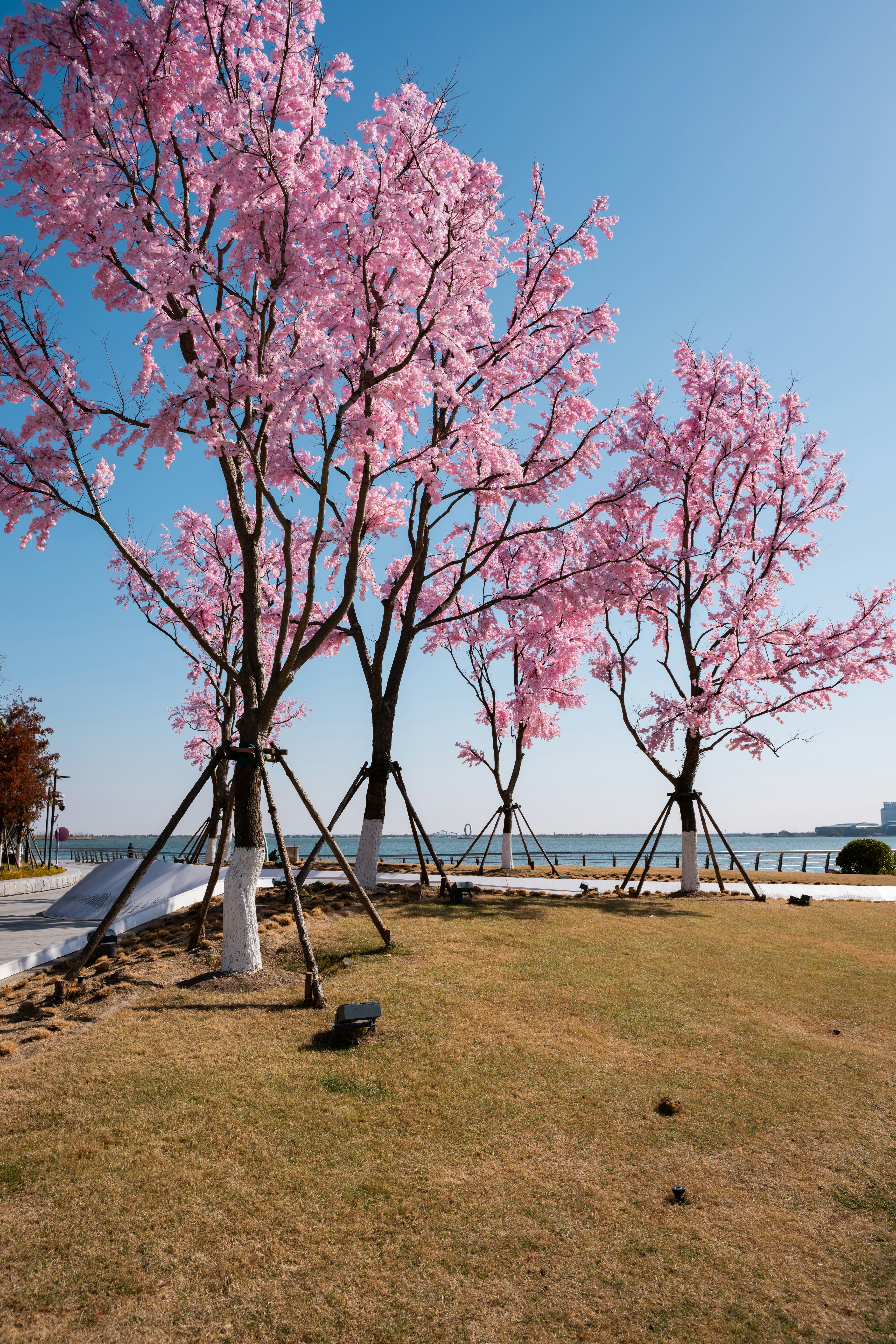 Pink Canopy by the Sea: A Sunlit Cherry Blossom Corridor