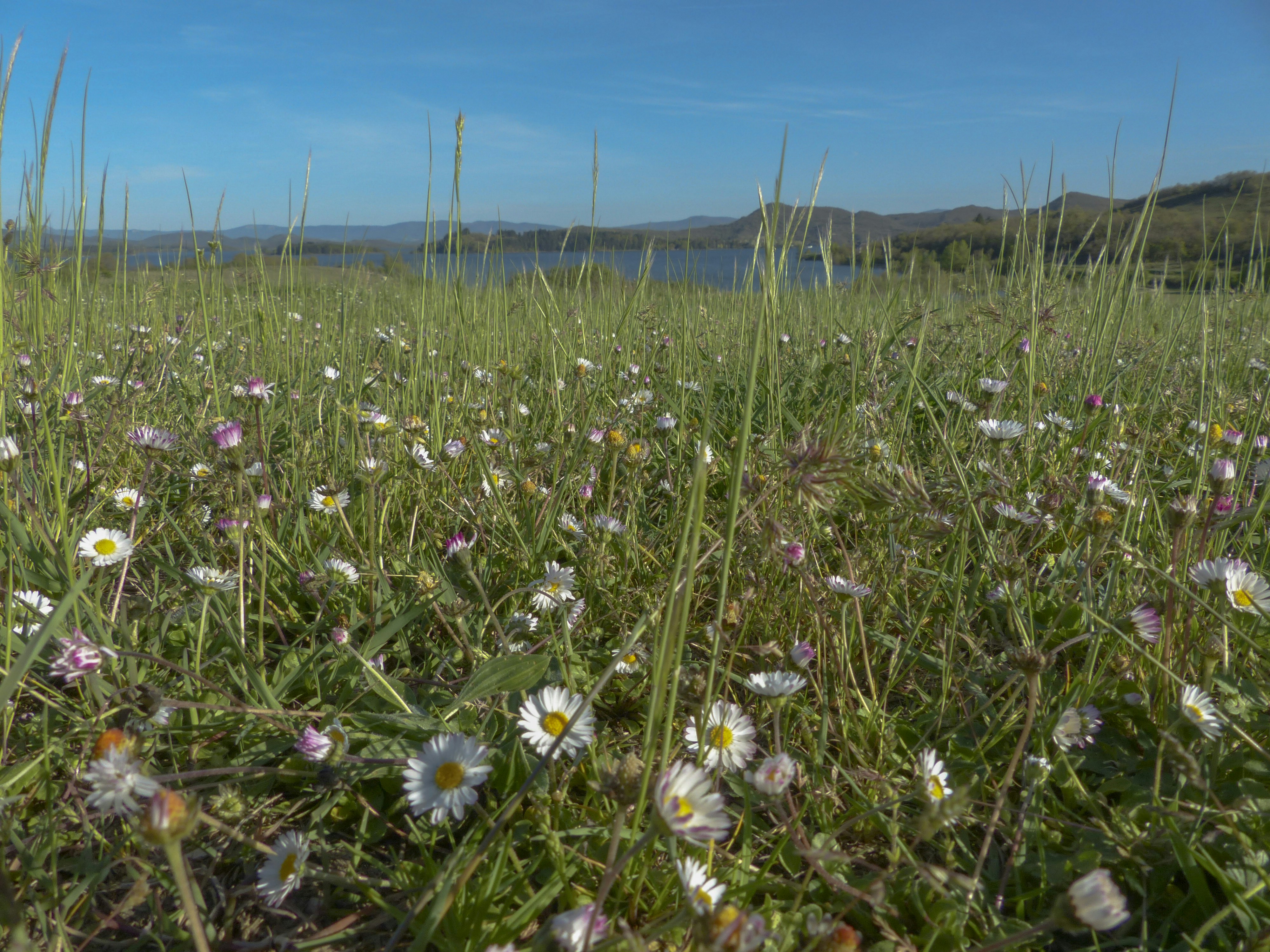 Field of wildflowers with a distant lake and hills under a clear blue sky.