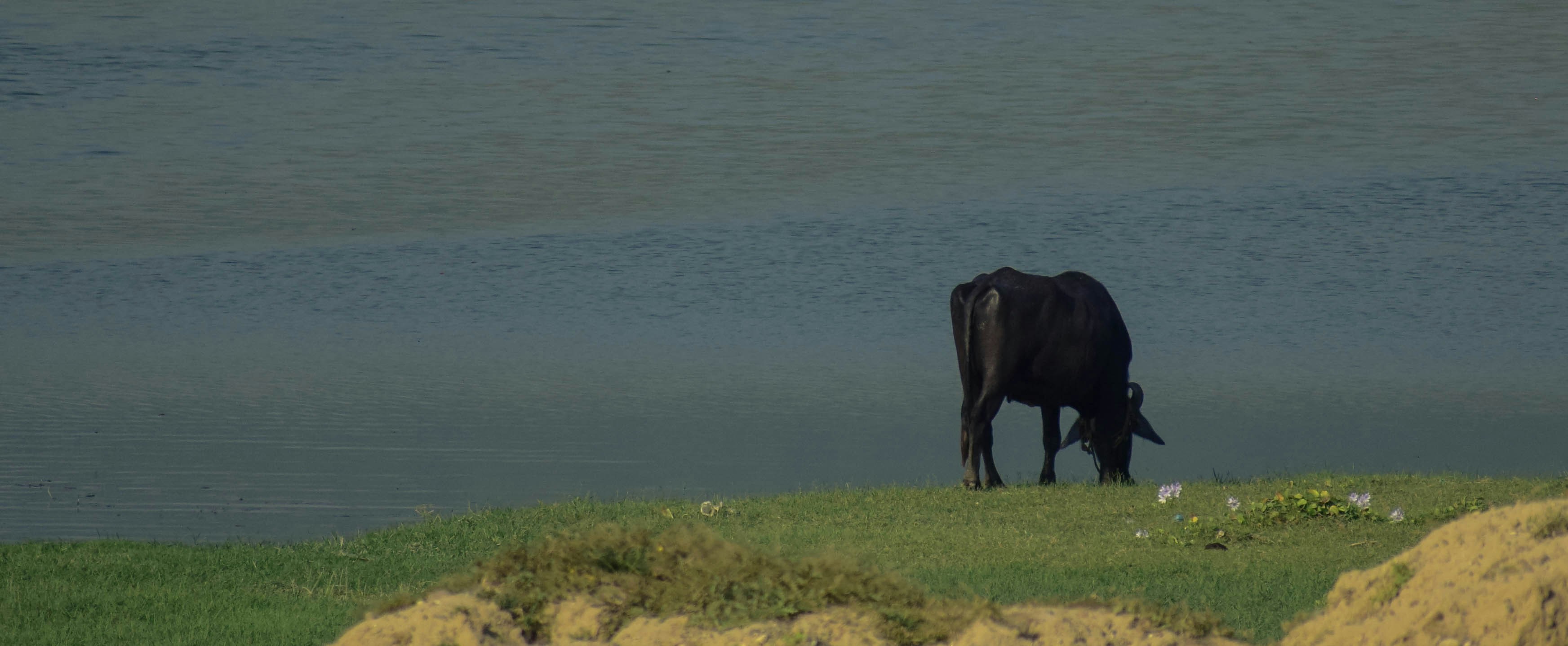 Lakeside Grazing: A Solitary Black Cow on the Meadowed Shore
