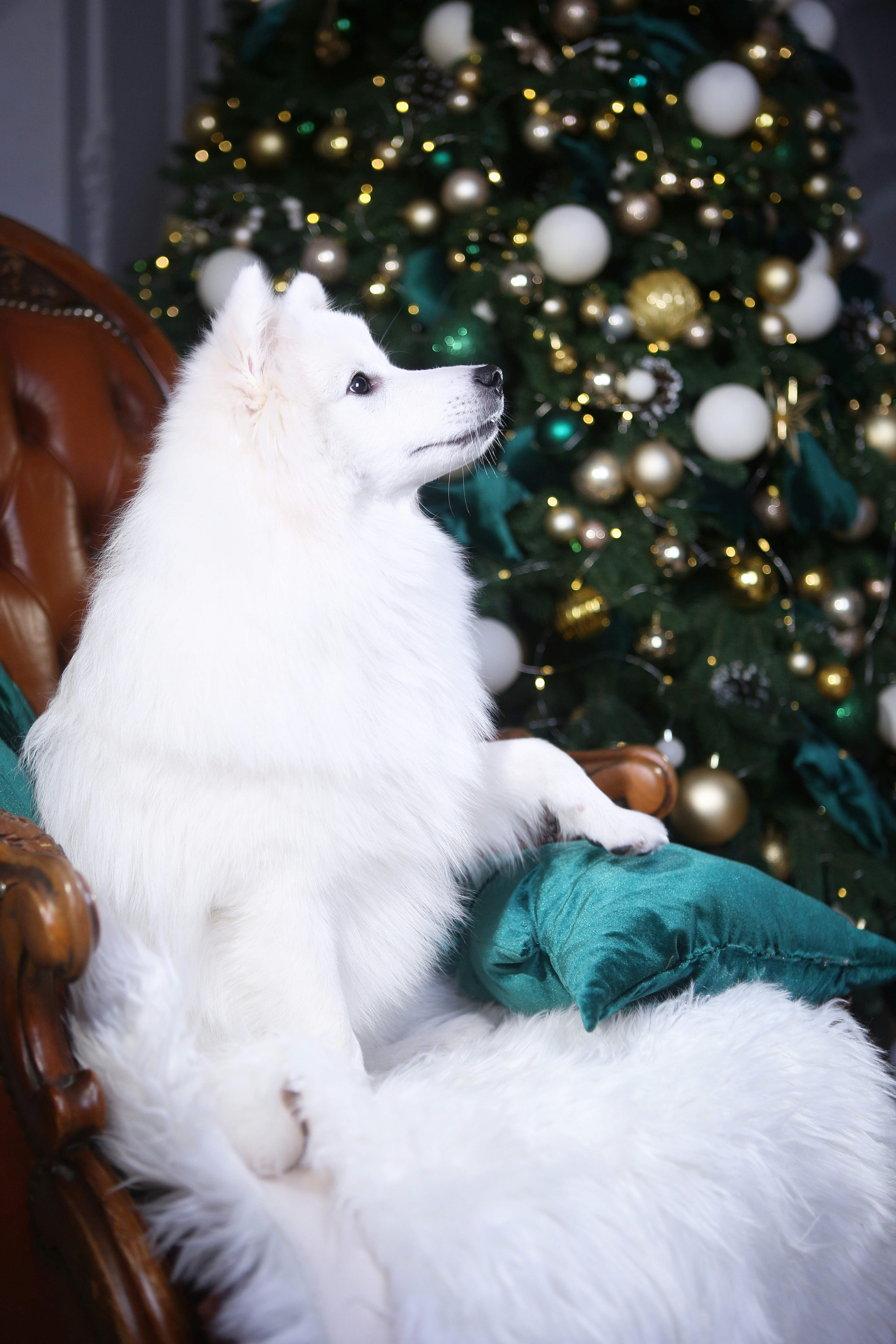 Regal Reflection: A Canine's Christmas Contemplation