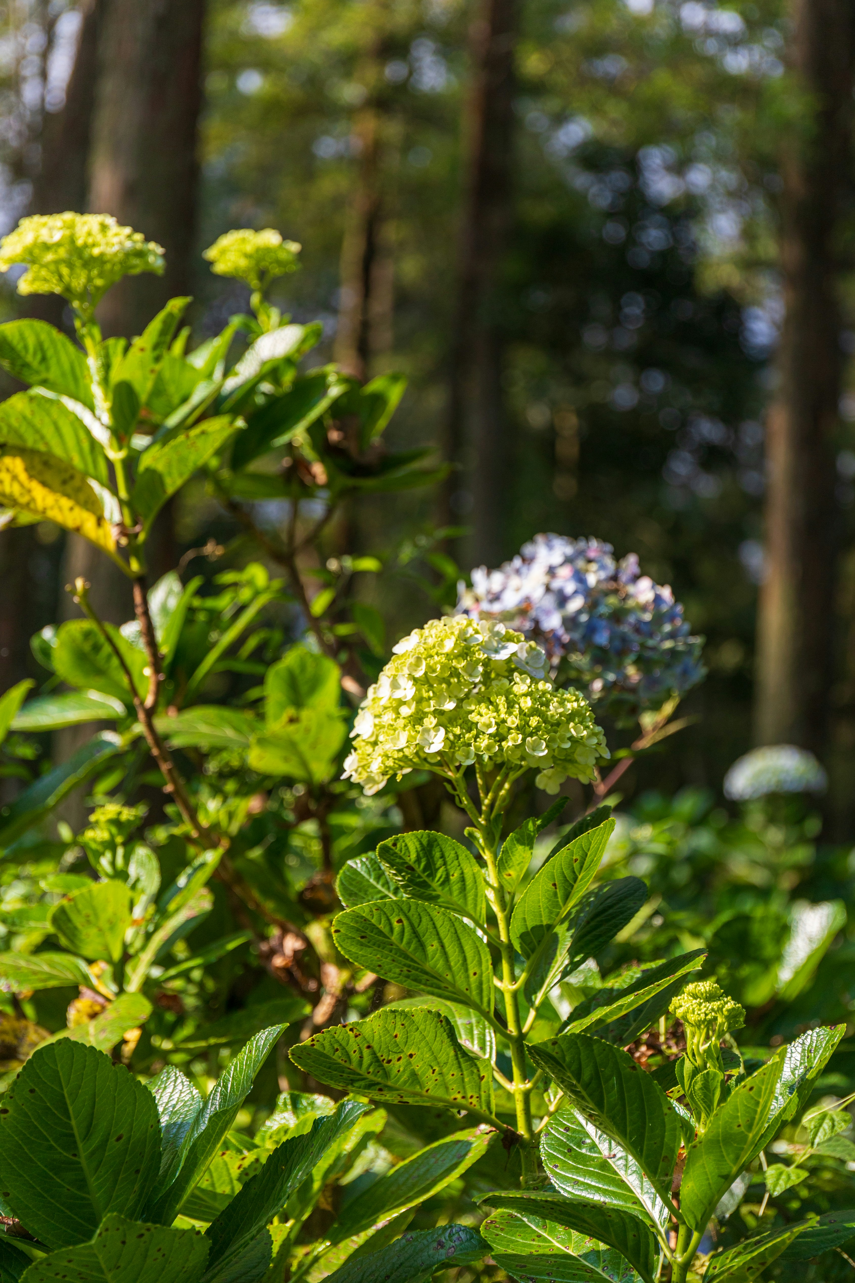 A vibrant display of hydrangea blooms amidst lush green foliage, capturing the essence of spring's renewal.