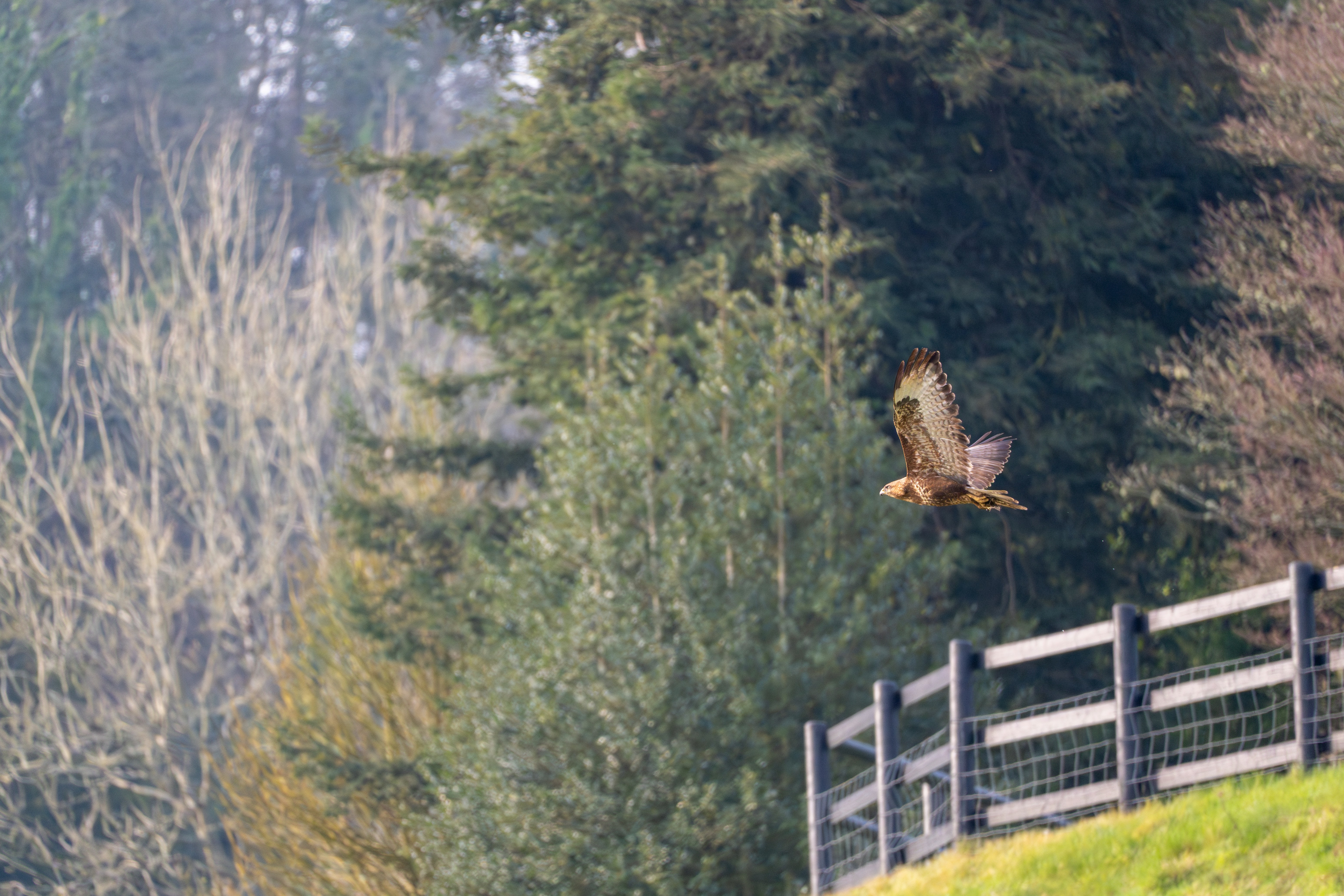 Hawk in Flight Along the Fence Line Through the Pines