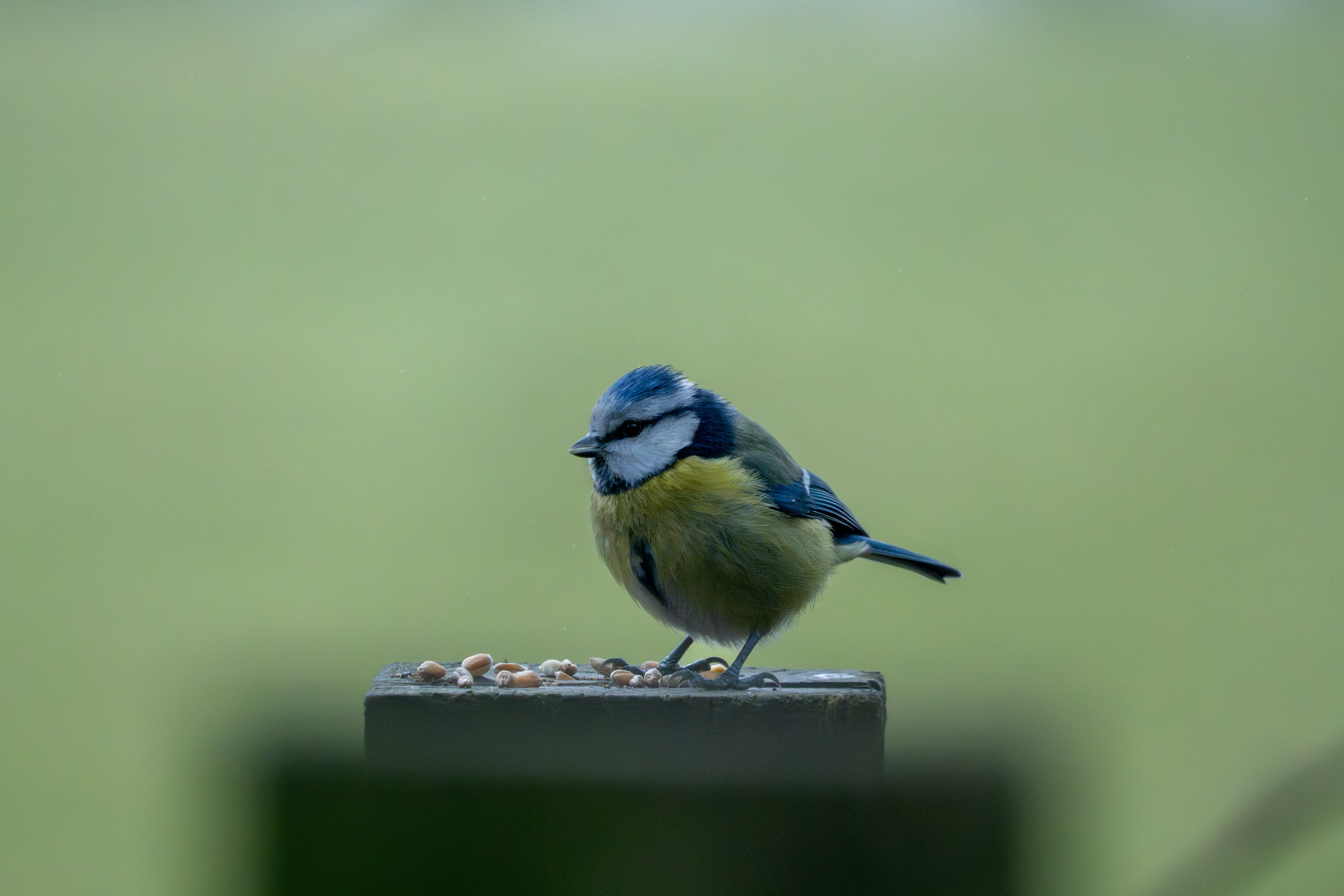 Blue Tit at the Seed Post: a sunlit moment amid soft green bokeh