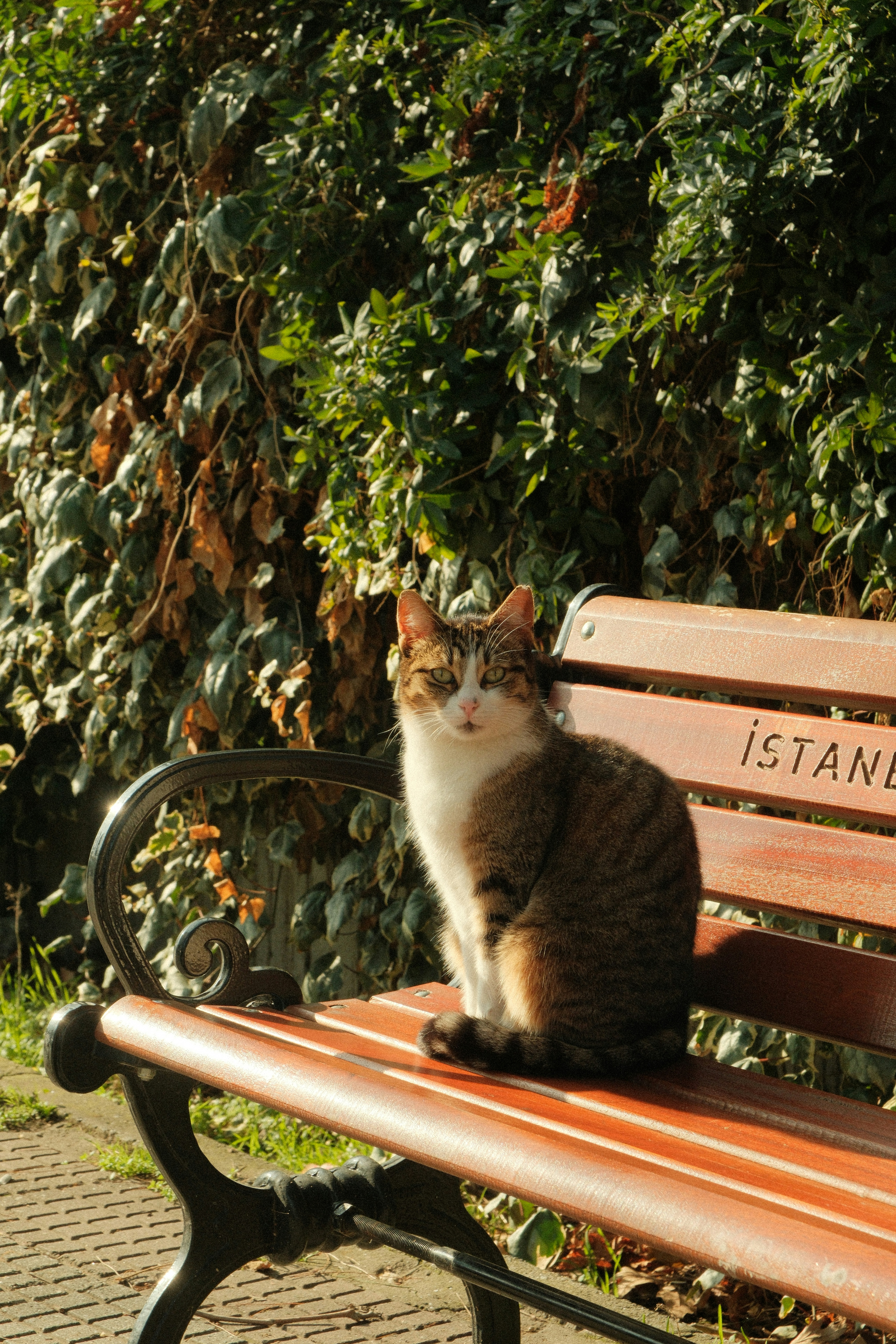 Sunlit Sit: A Cat Pauses on a Park Bench