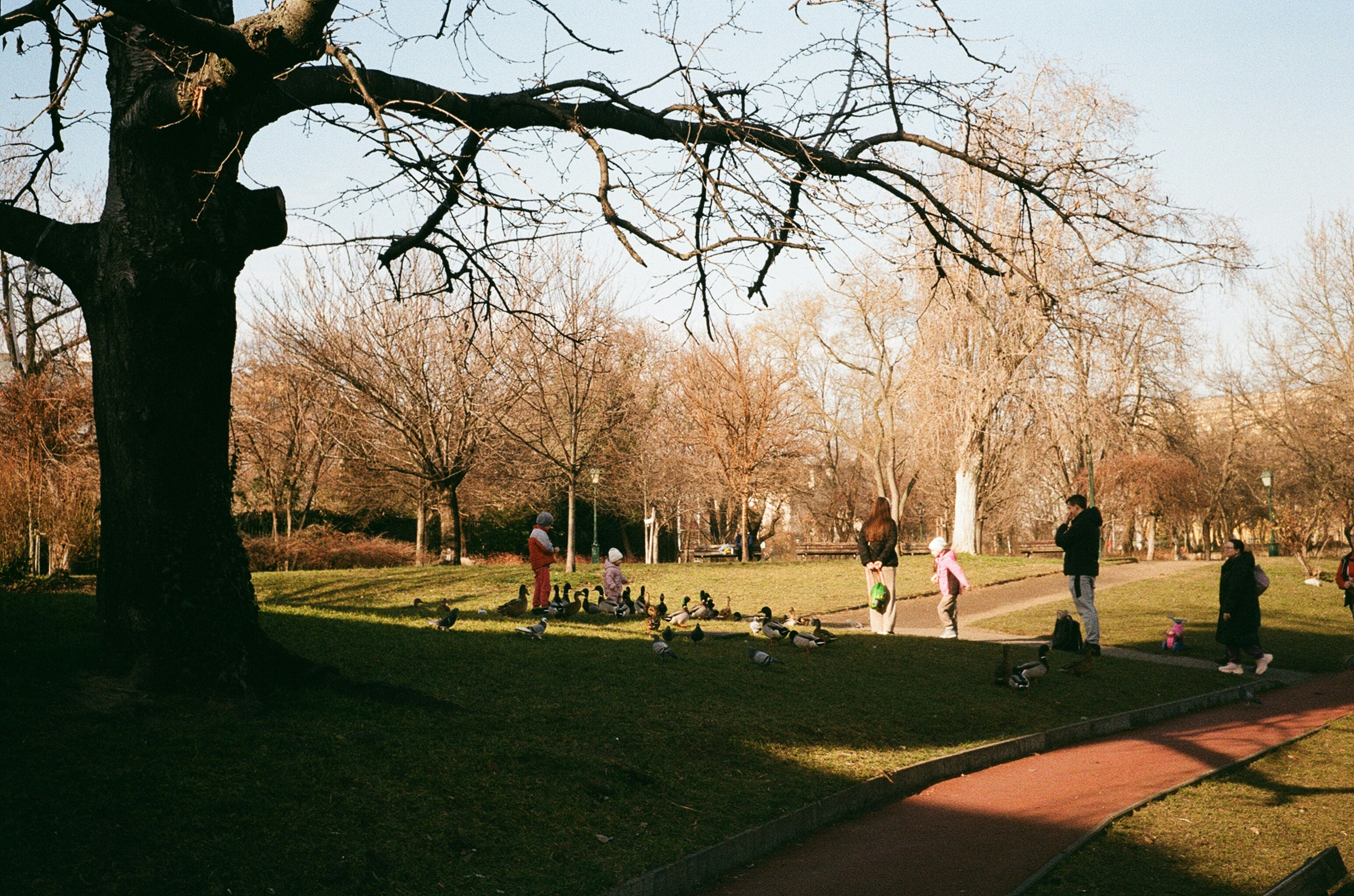 Families and ducks gather under bare trees in a sunlit park.