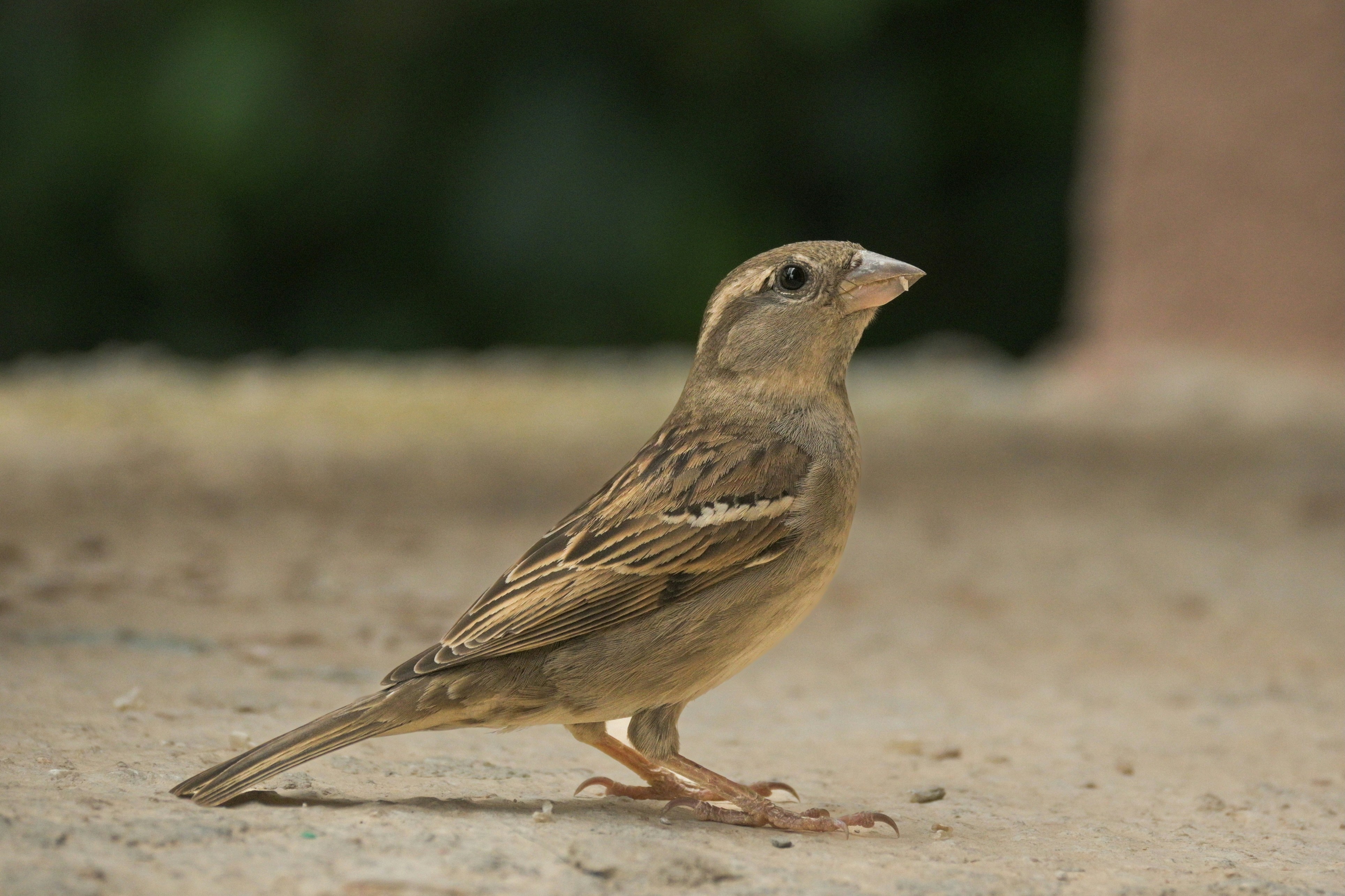 Sparrow standing on a textured balcony surface with a blurred green background.
