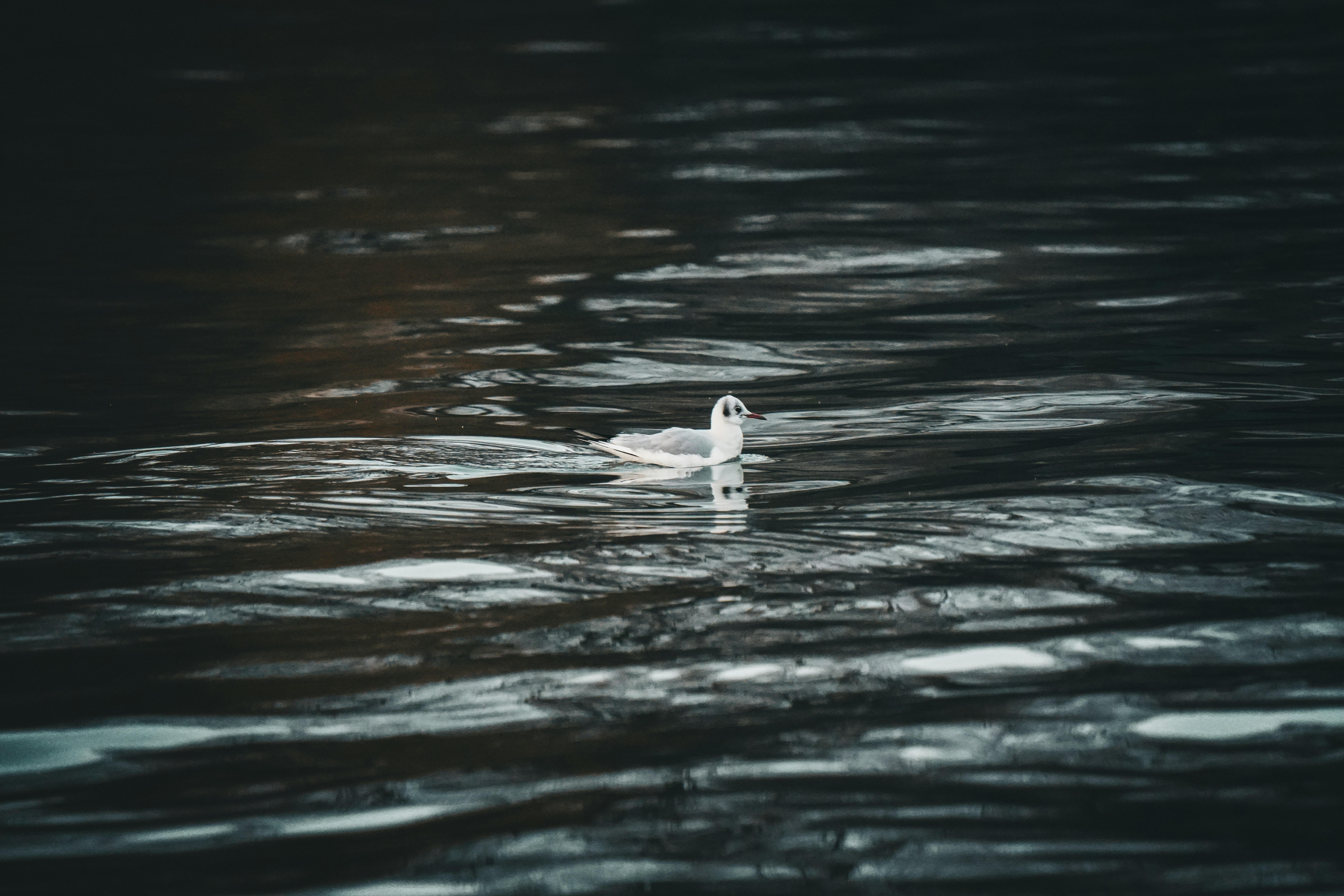 A white bird floating on top of a body of waterNikola  Tomašić