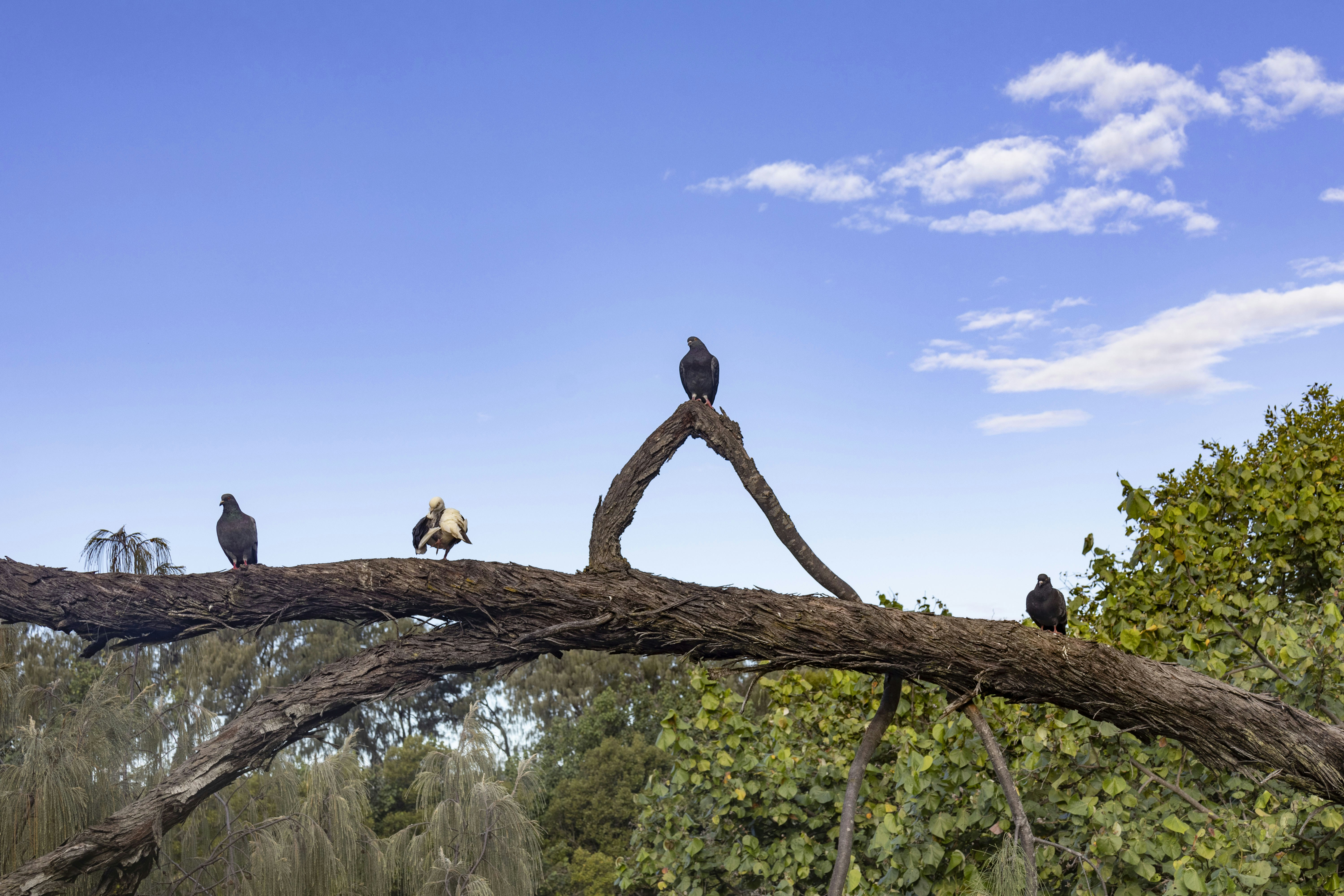 Raven Summit: Birds Perched Along a Curved Log Arc