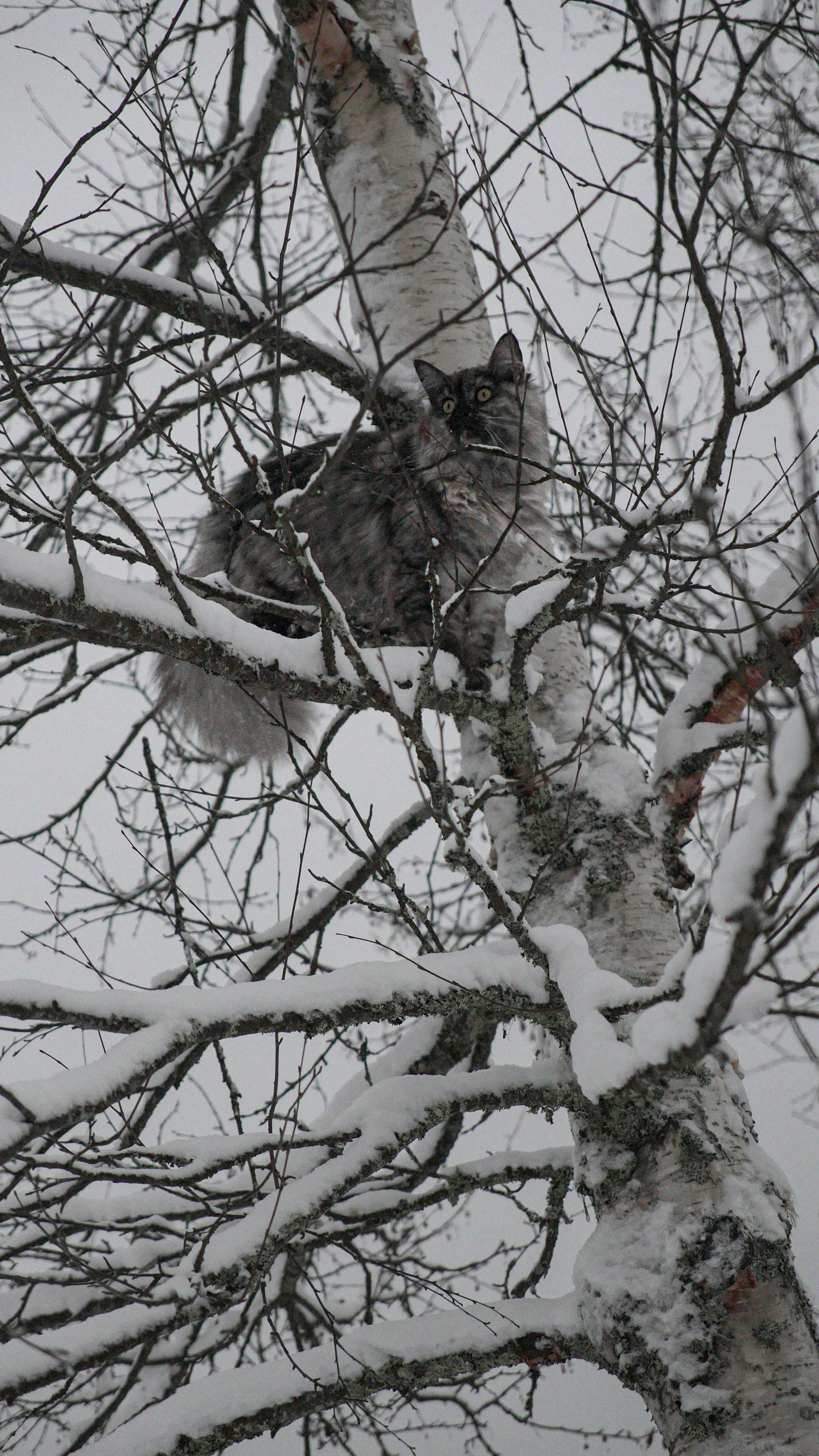 A cat sitting on top of a tree in the snow