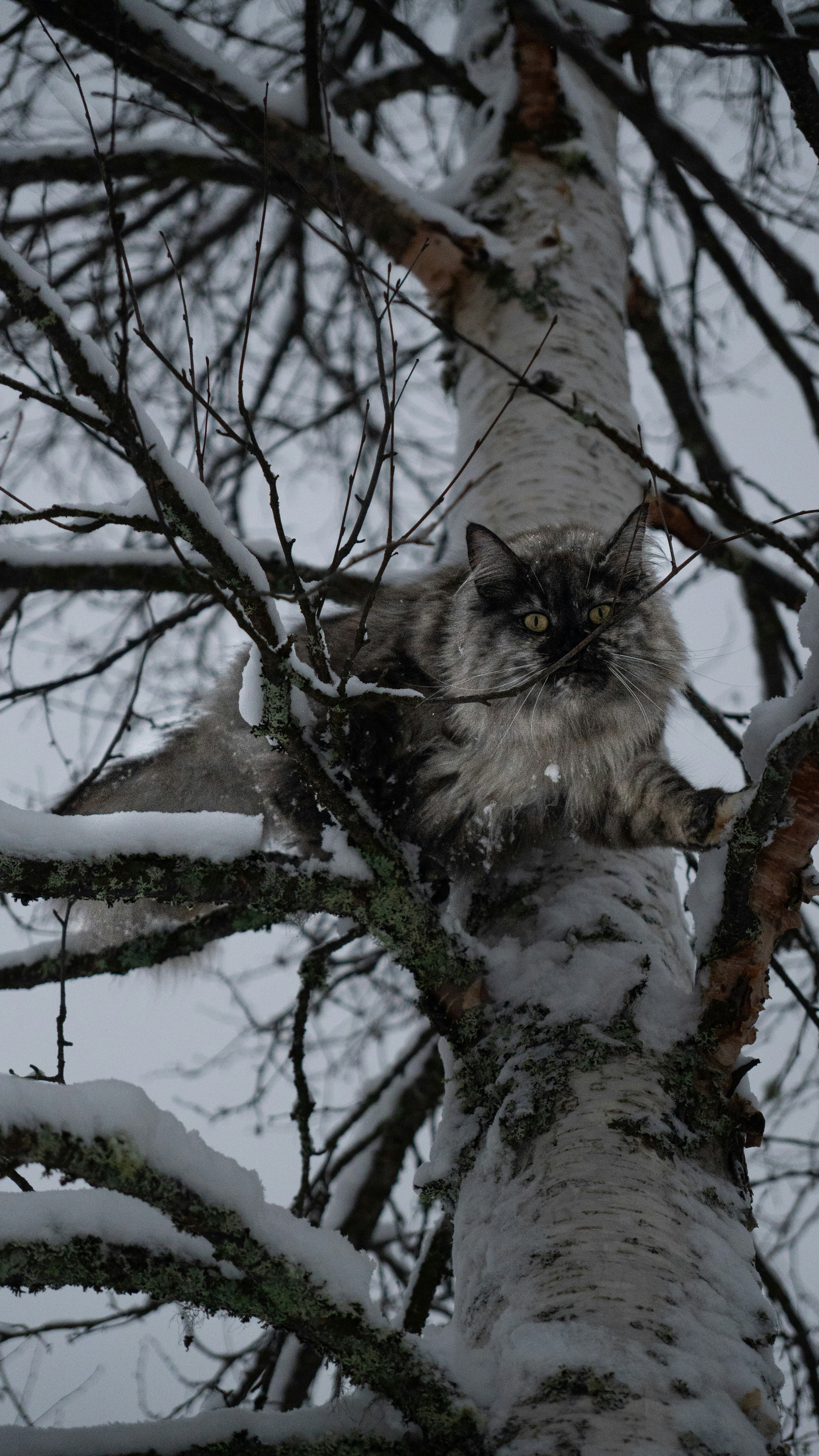 Snowbound Stare: A fluffy cat perches high on a frosted maple